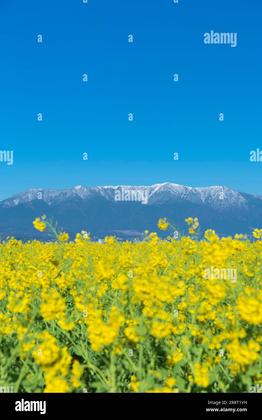 Mt. Hira and field of rape blossoms in snow Stock Photo - Alamy