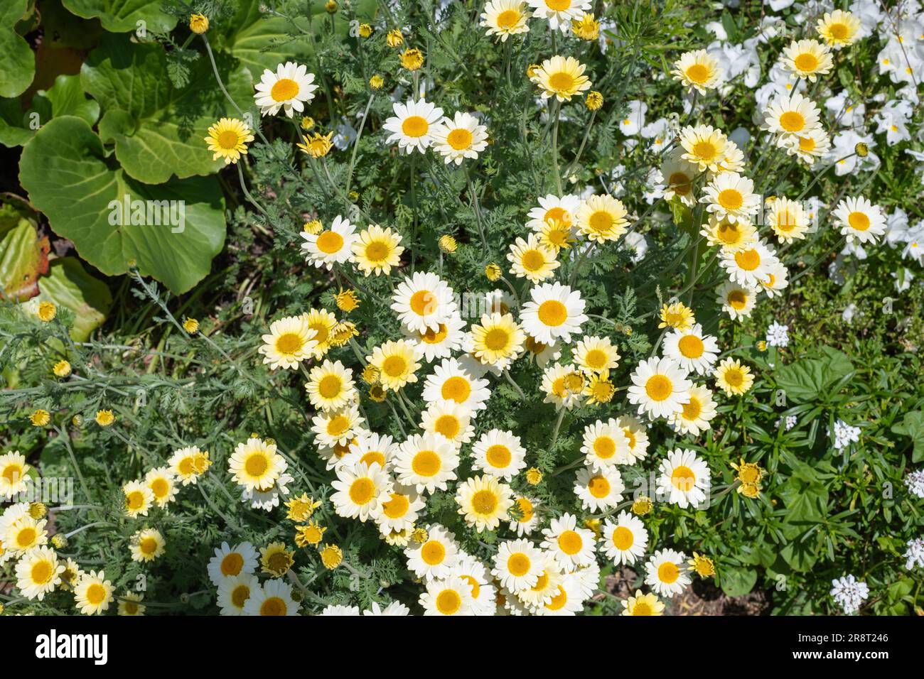 Yellow chamomile (cota tinctoria) flowers in bloom Stock Photo - Alamy