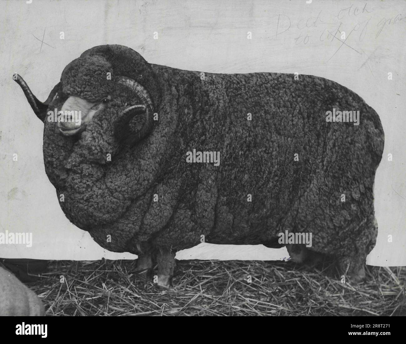 "M4-2" - A.A.N. Mills Son's (Wah Woon Stud) Champion Merino Wool Ram ...