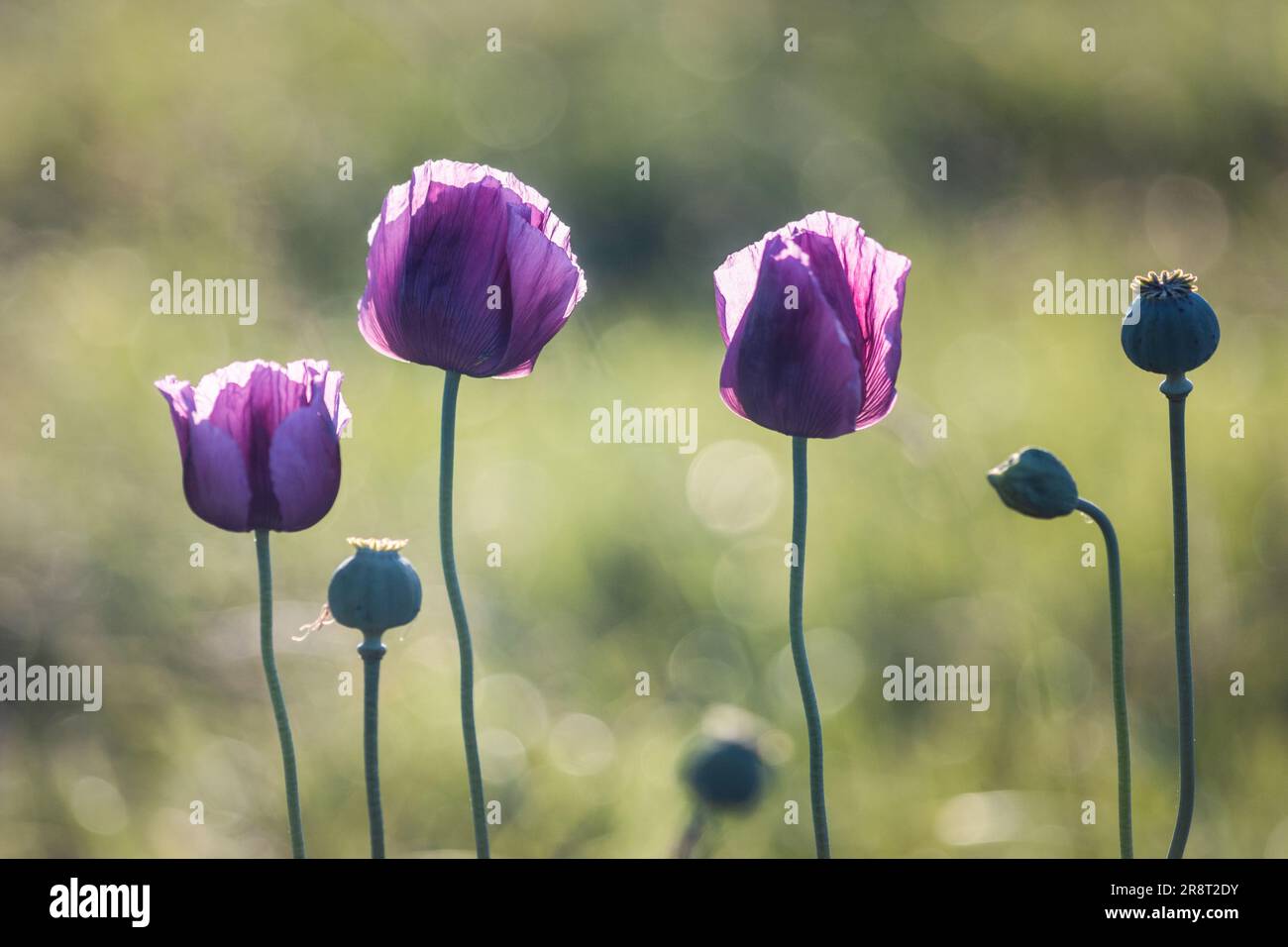 Blooming violet poppy flowers in backlight with blurred field ...