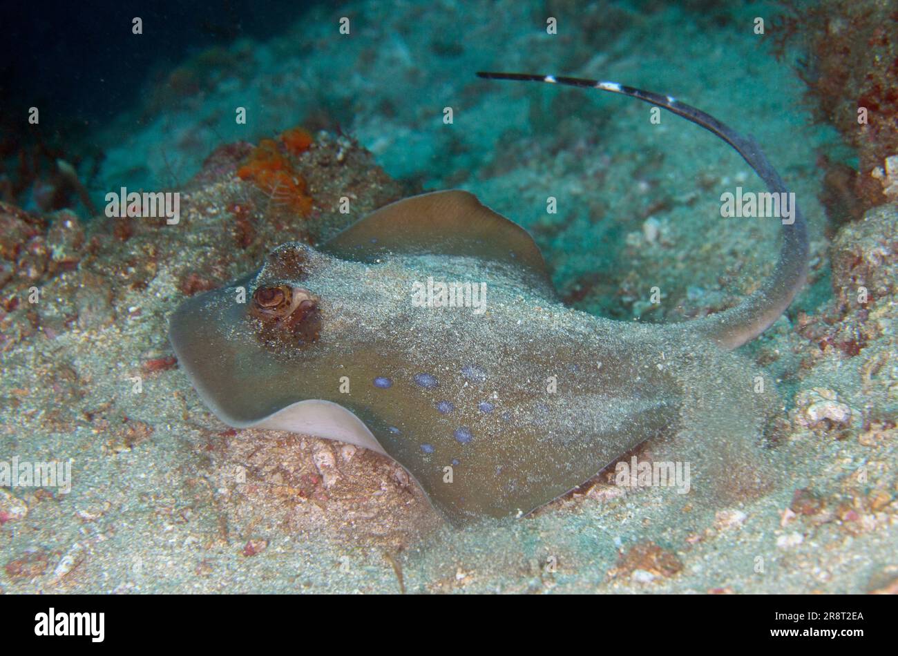 Blue-spotted Fantail Ray, Taeniura lymna, Pyramids dive site, Amed ...