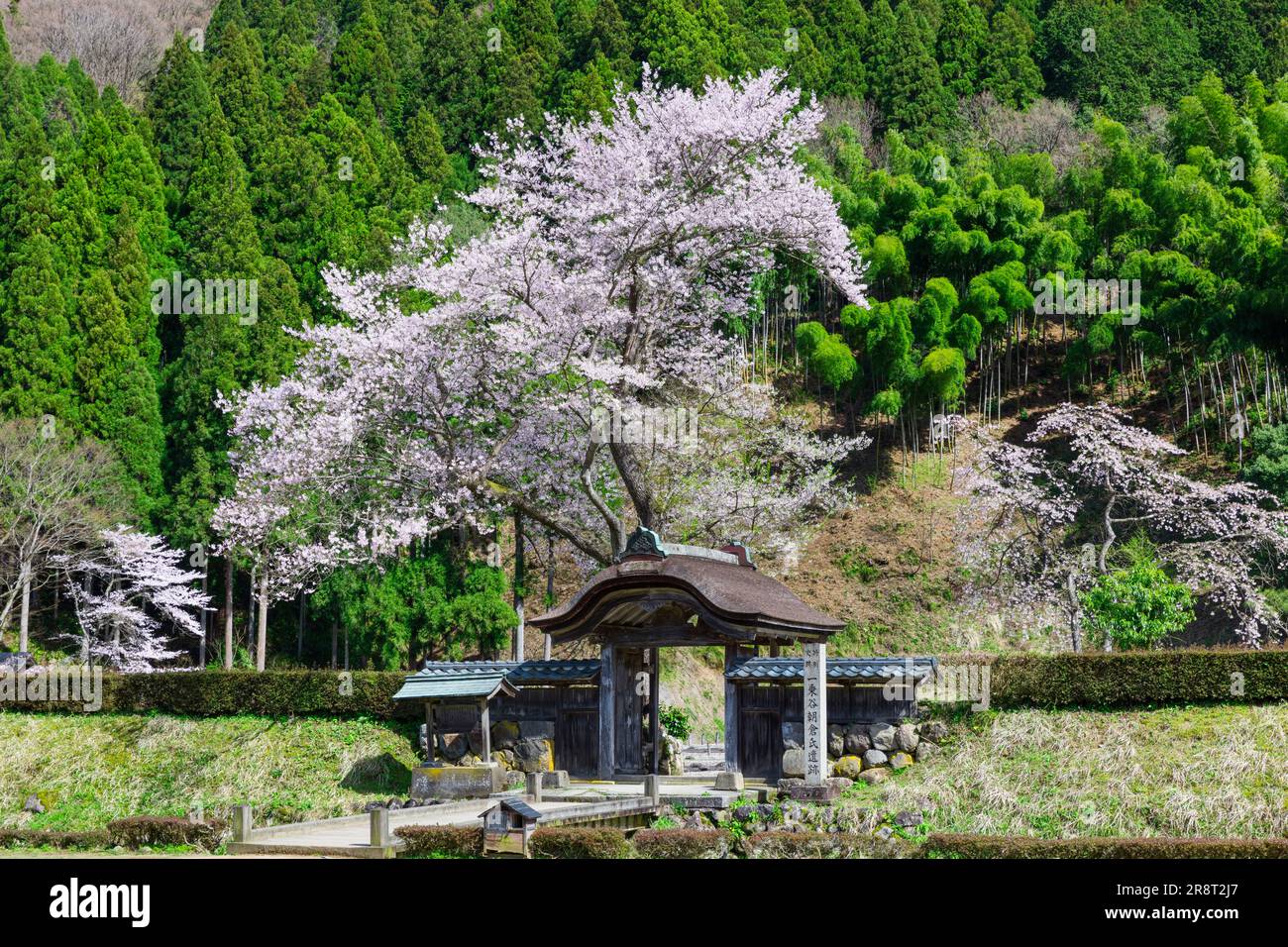 Cherry Blossoms And The Ruins Of The Ichijodani Asakura Clan Stock