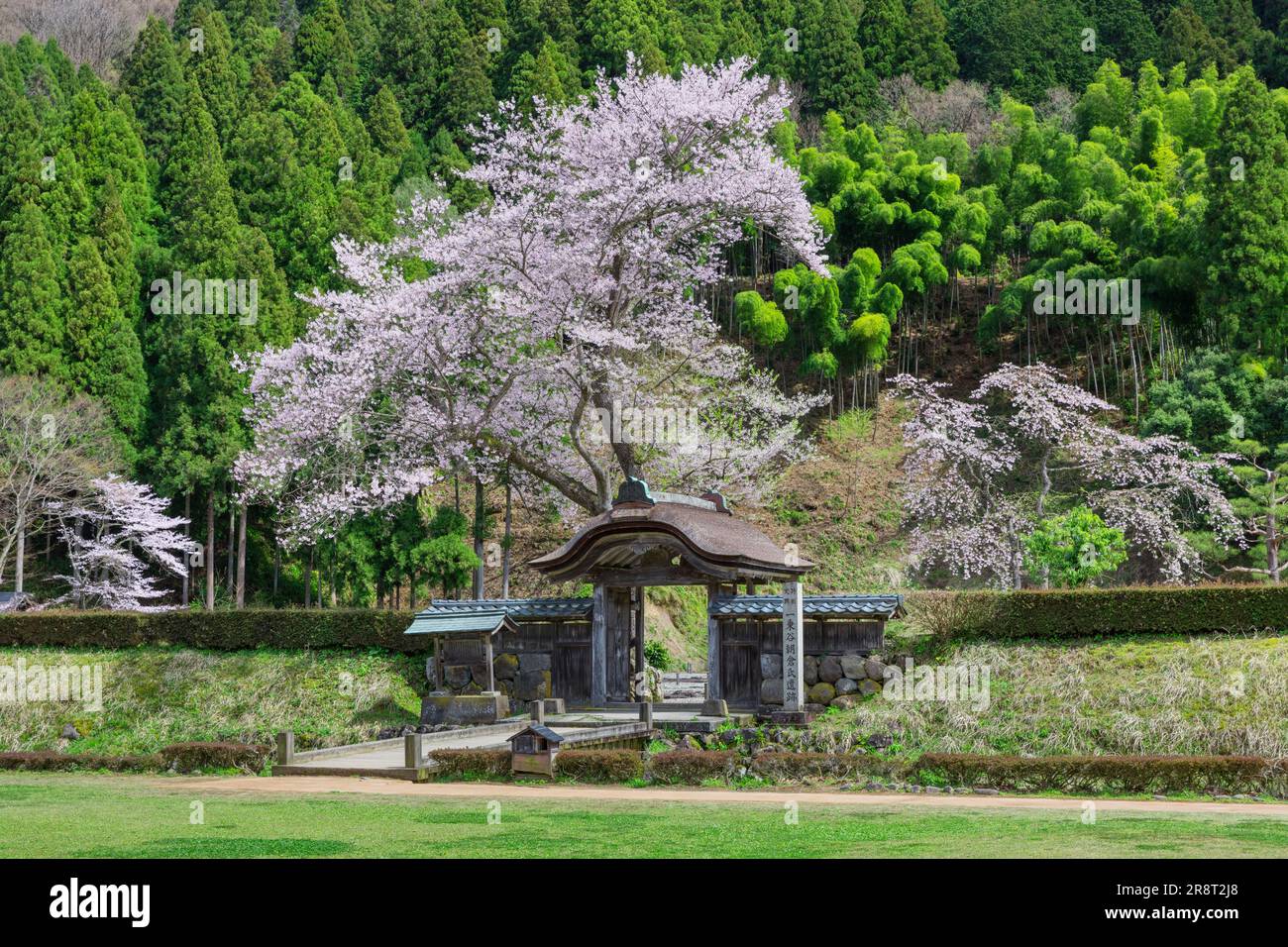 Cherry Blossoms And The Ruins Of The Ichijodani Asakura Clan Stock