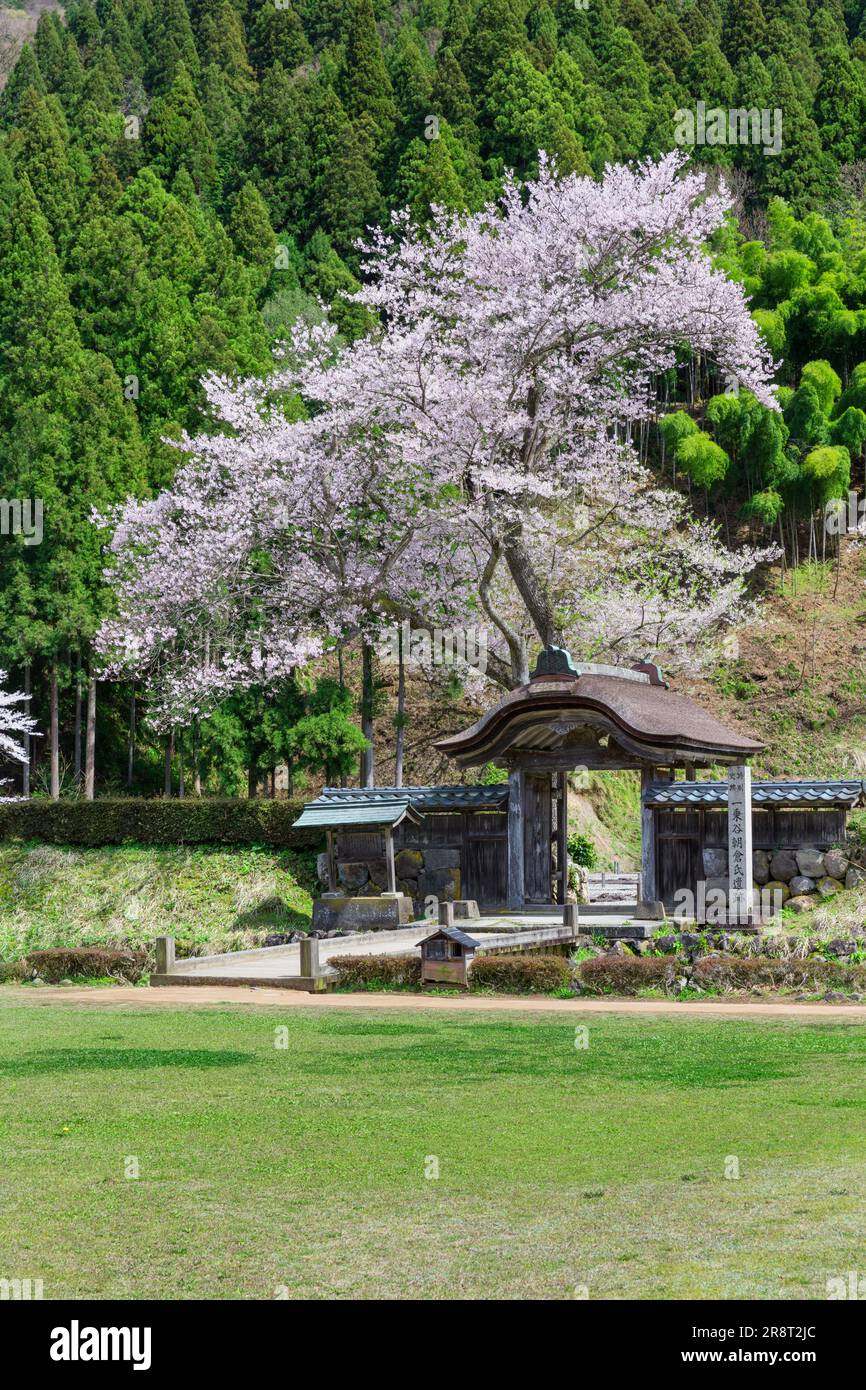 Cherry blossoms and the ruins of the Ichijodani Asakura clan Stock ...
