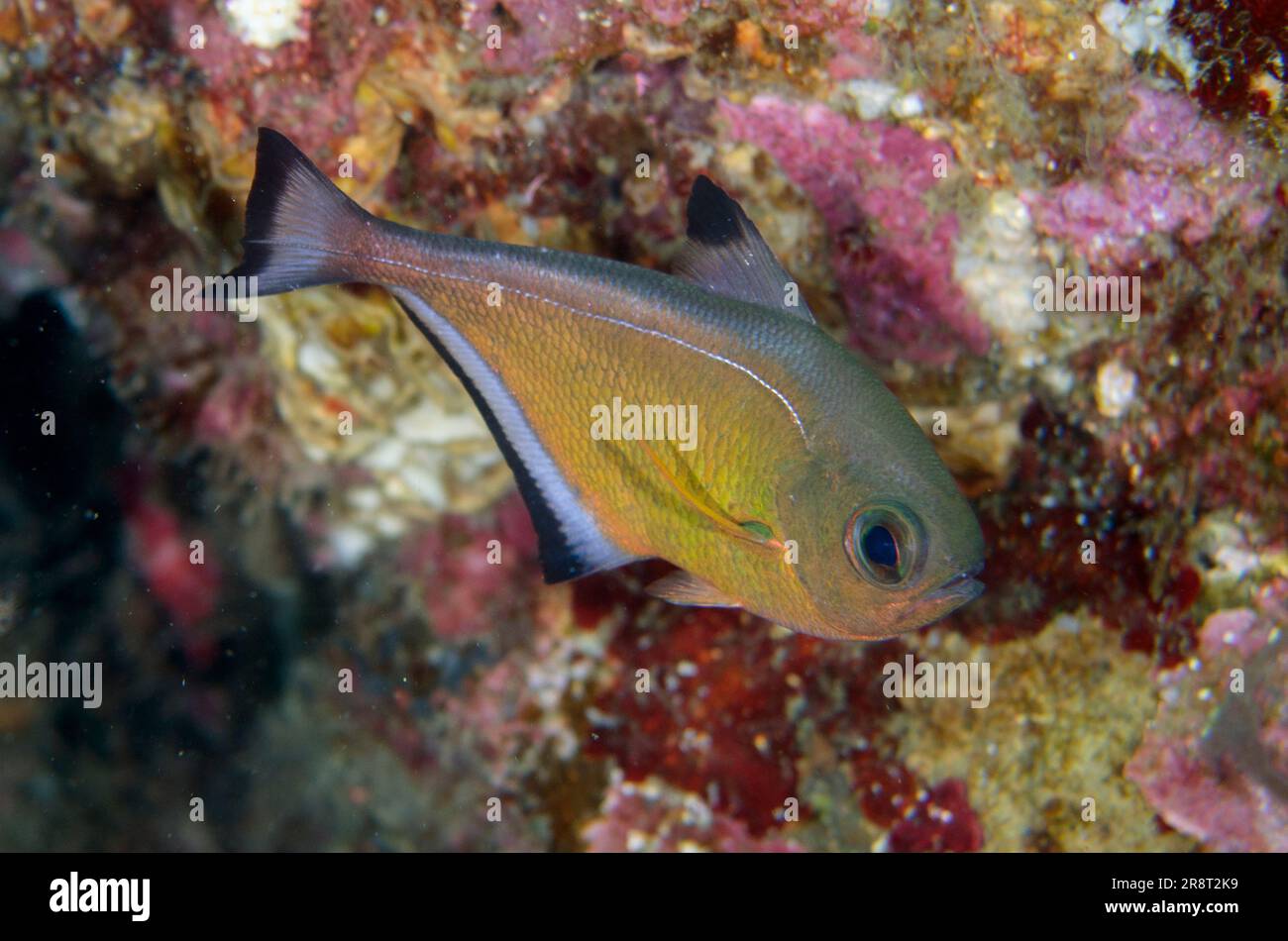 Vanikoro Sweeper, Pempheris vanicolensis, Pyramids dive site, Amed ...