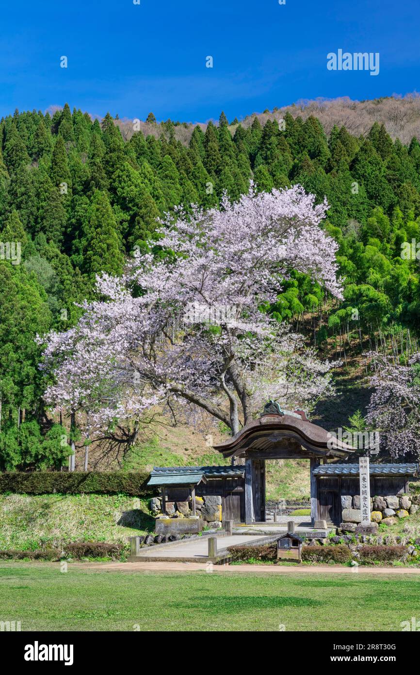 Cherry blossoms and the ruins of the Ichijodani Asakura clan Stock ...