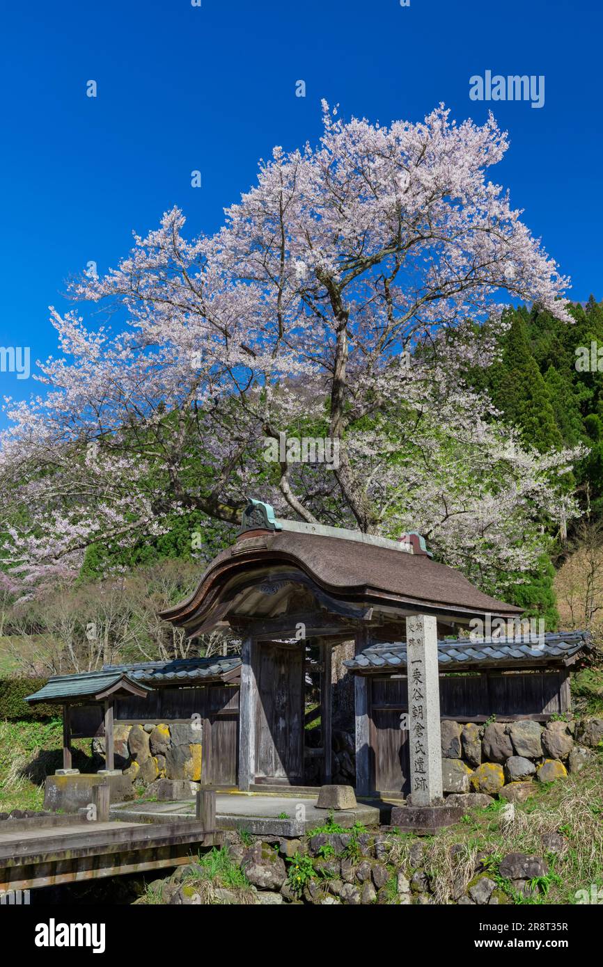 Cherry blossoms and the ruins of the Ichijodani Asakura clan Stock ...
