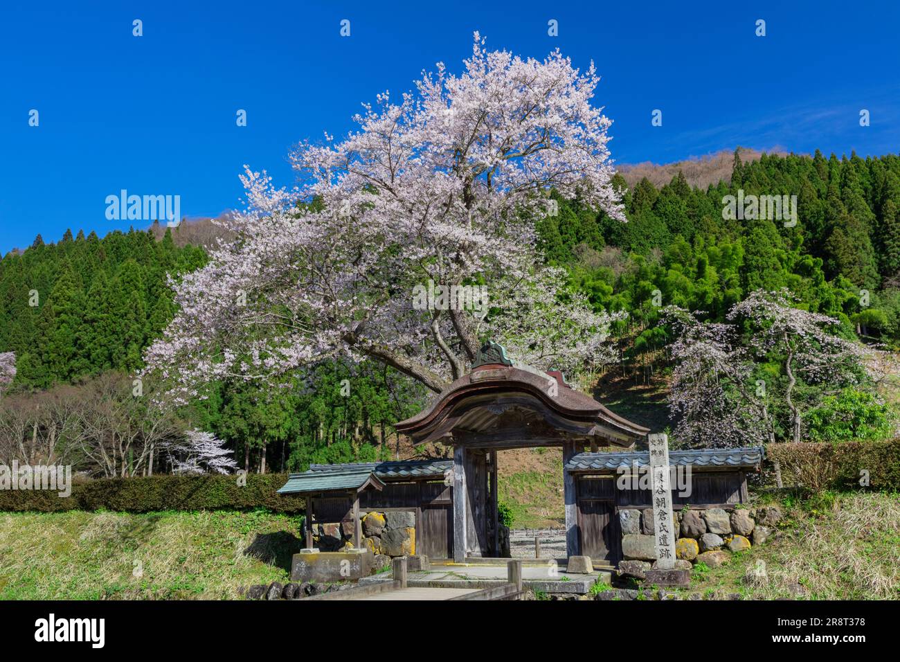 Cherry Blossoms And The Ruins Of The Ichijodani Asakura Clan Stock