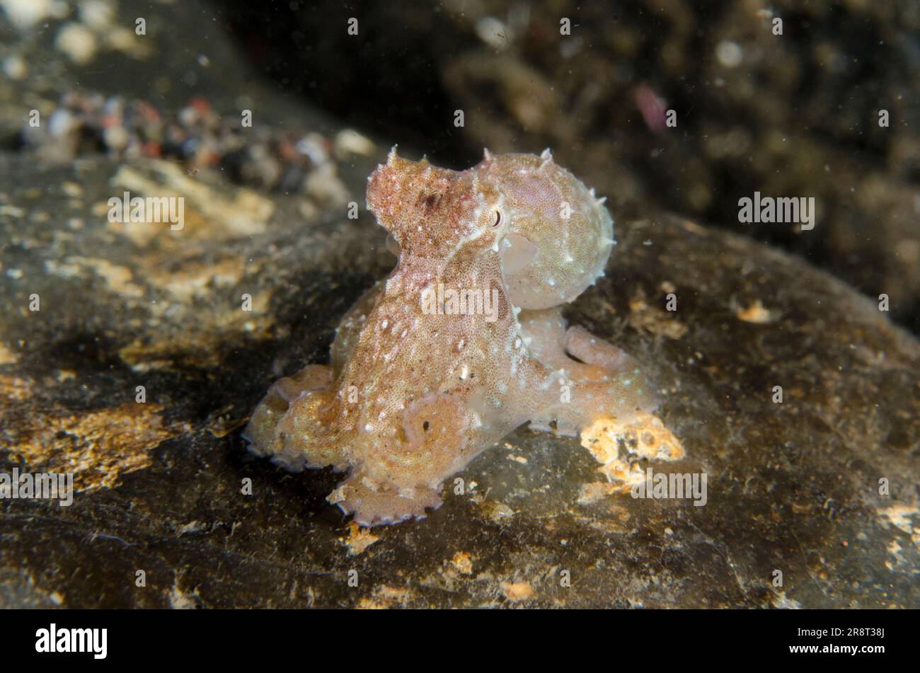Mototi Octopus, Amphioctopus siamensis, Ghost Bay dive site, Amed ...