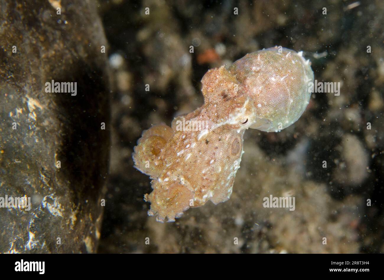 Mototi Octopus, Amphioctopus siamensis, Ghost Bay dive site, Amed ...
