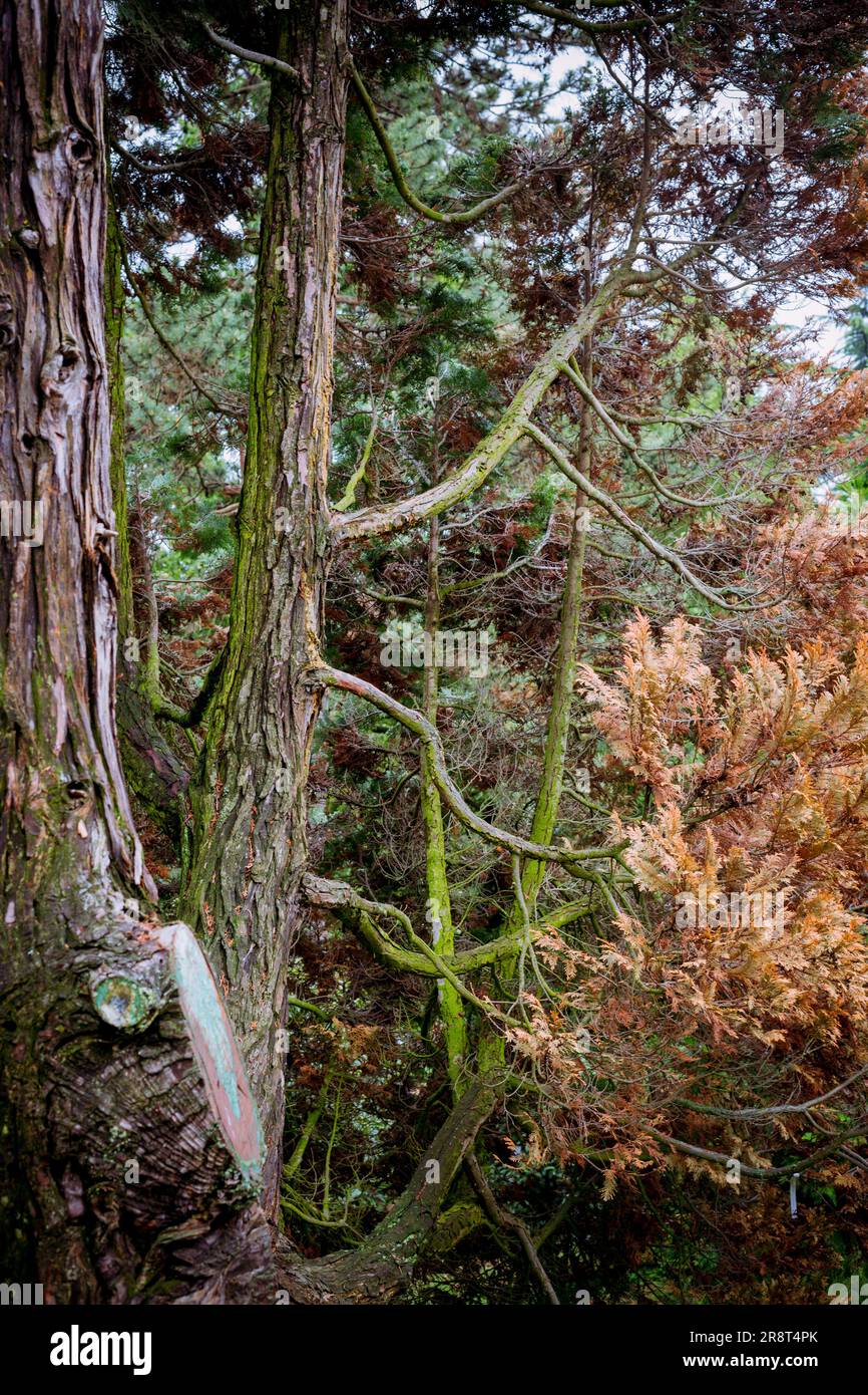 Mystical grove hi-res stock photography and images - Alamy