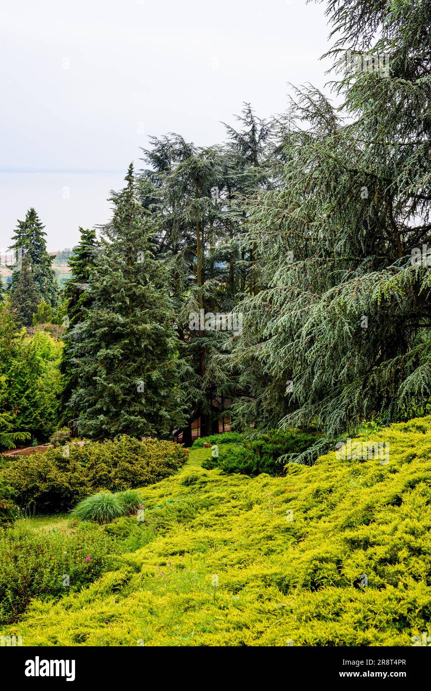 pine trees in a large garden in spring, beautiful pine trees Stock ...