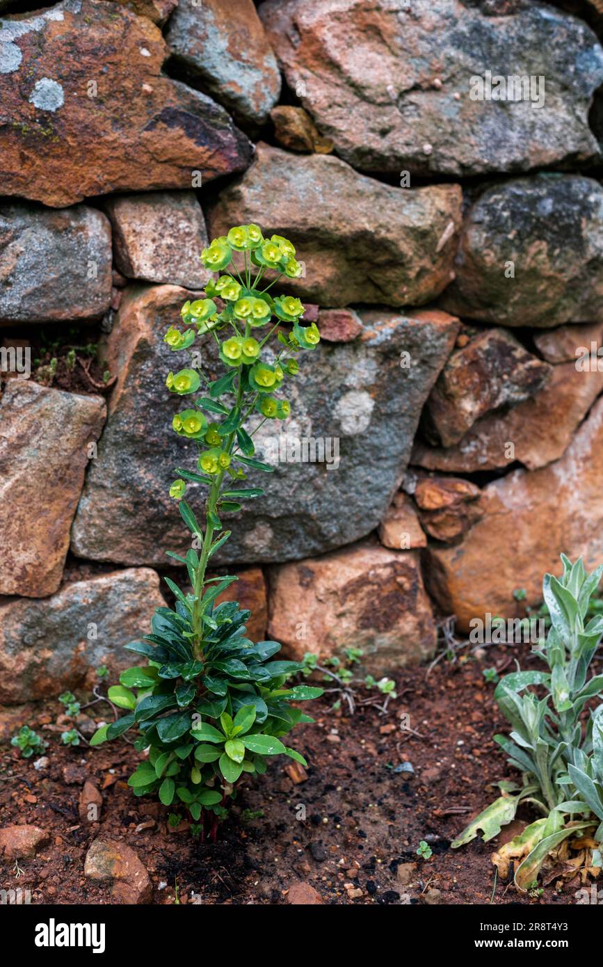 Euphorbia amygdaloides plant in front of a stone wall. Euphorbia ...
