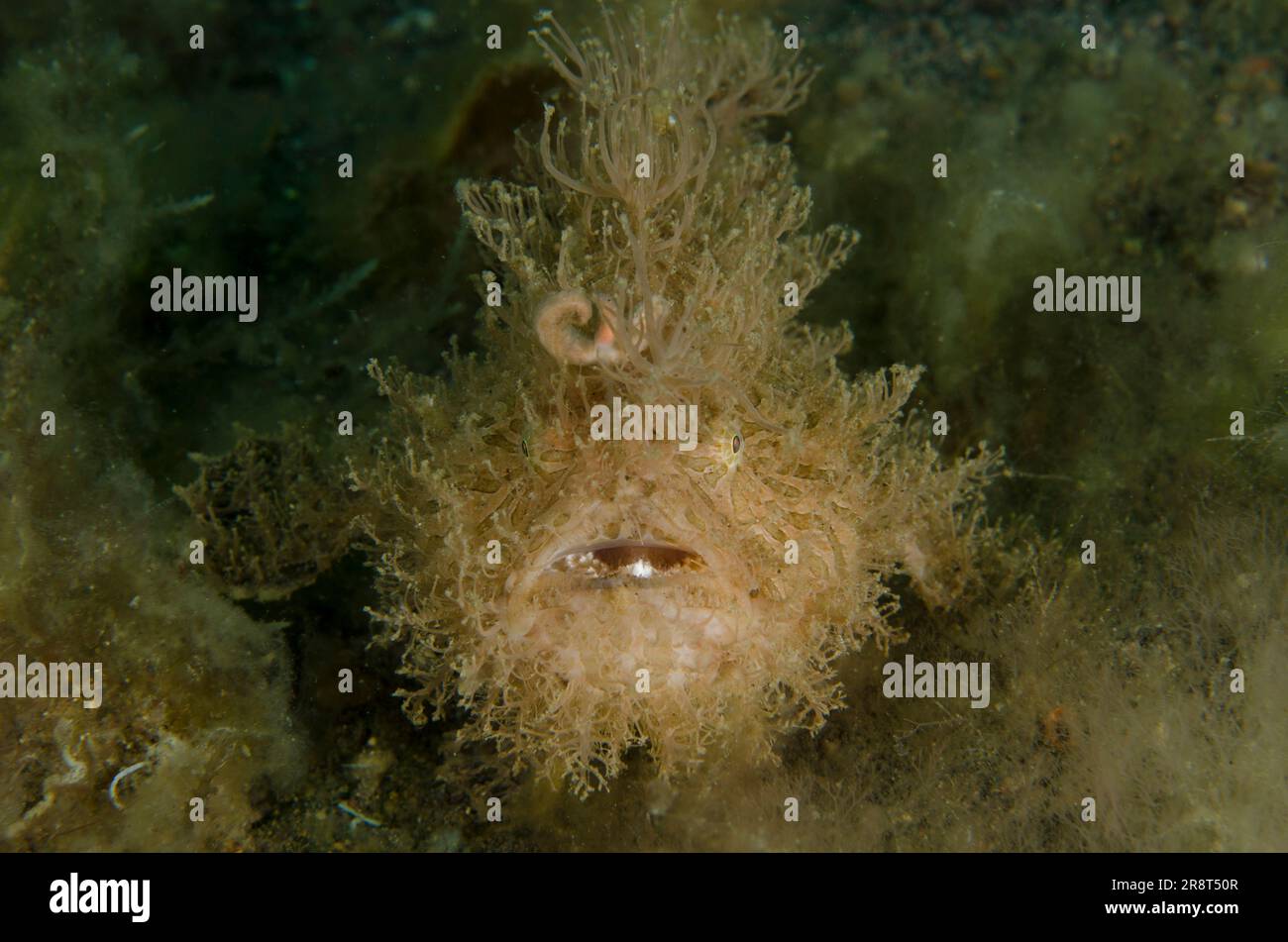 Striped Frogfish, Antennarius striatus, with worm-like lure, Ghost Bay ...