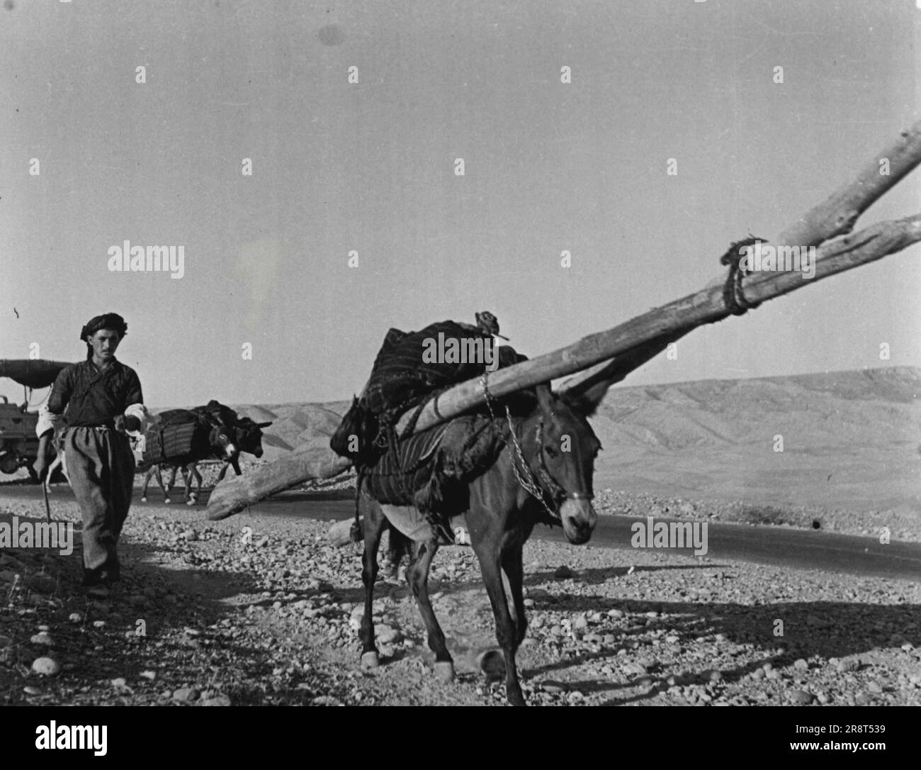 Western country mule photo hi-res stock photography and images - Alamy