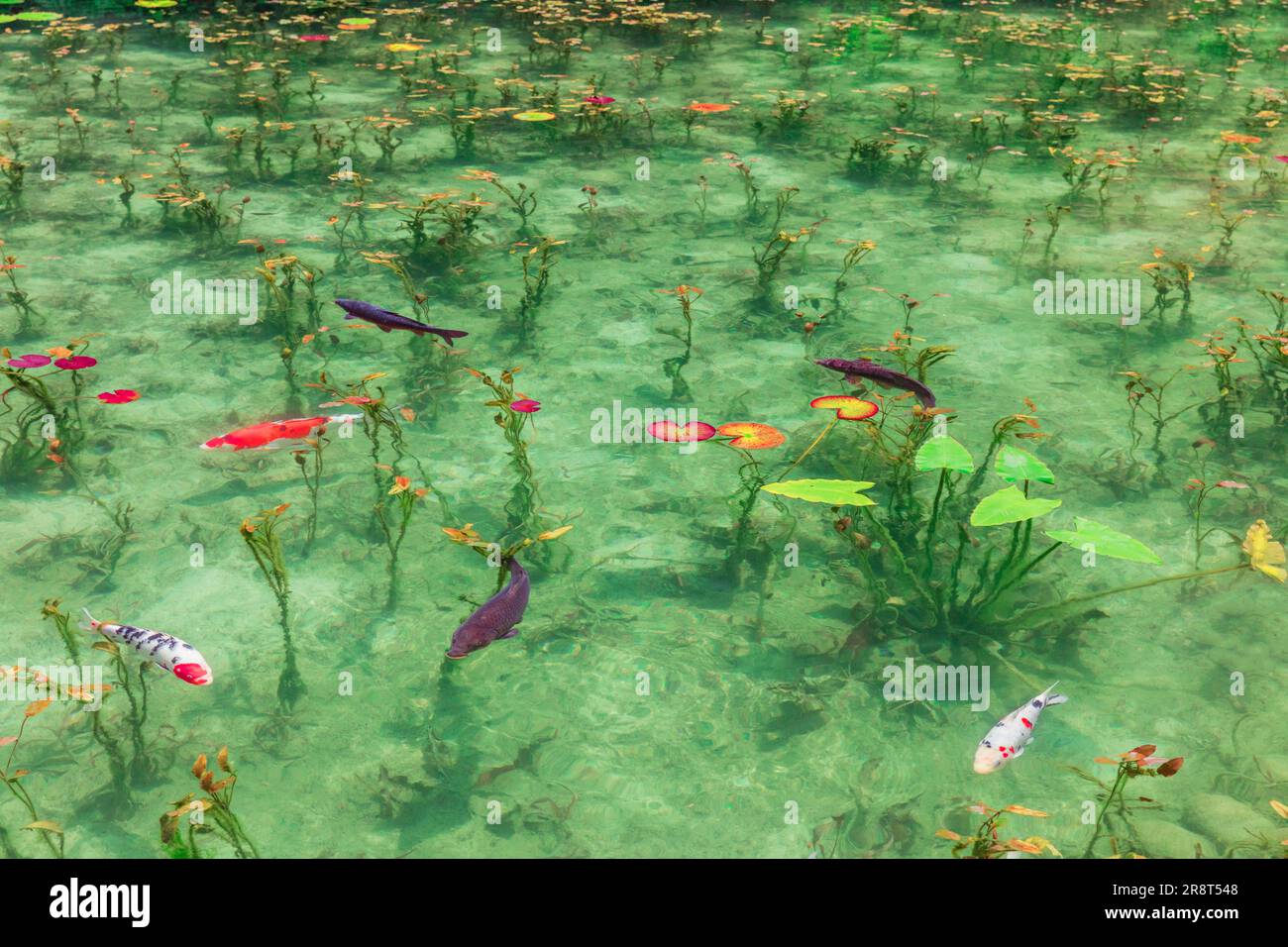 Koi pond shrine hi-res stock photography and images - Alamy