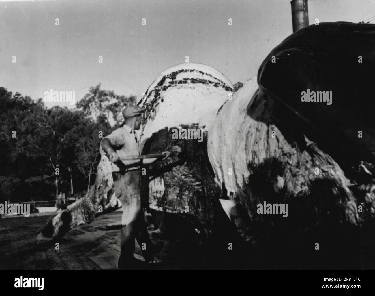 Disposal: Overshadowed by a the whale, a flensing deck ***** blubber ...