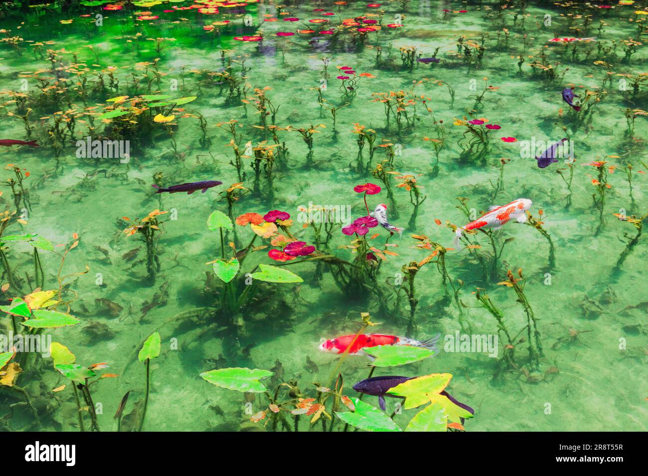 Koi pond shrine hi-res stock photography and images - Alamy