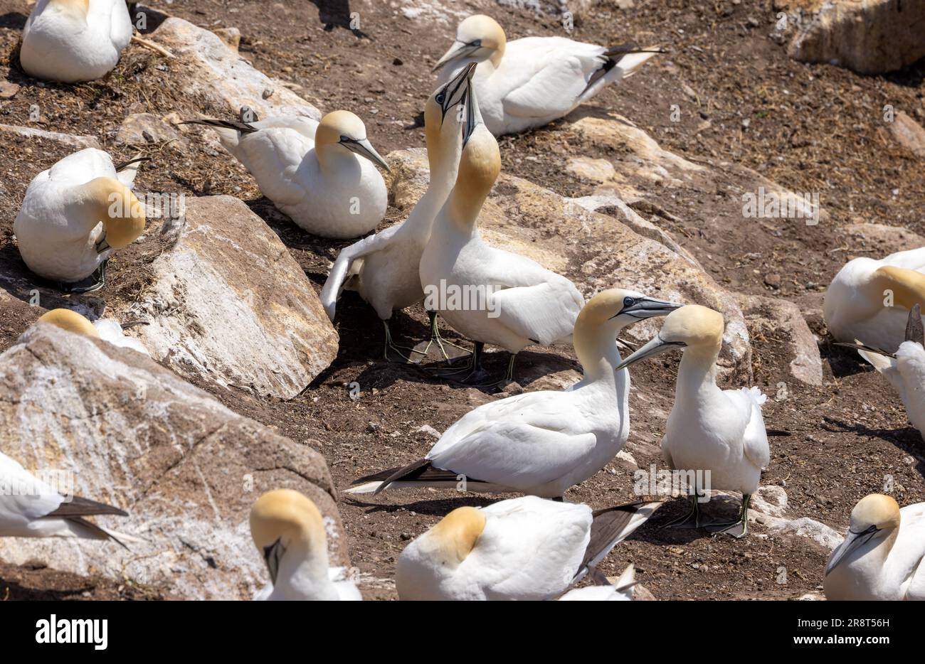 Gannet seabird couple point their beaks skywards as part of mating ...