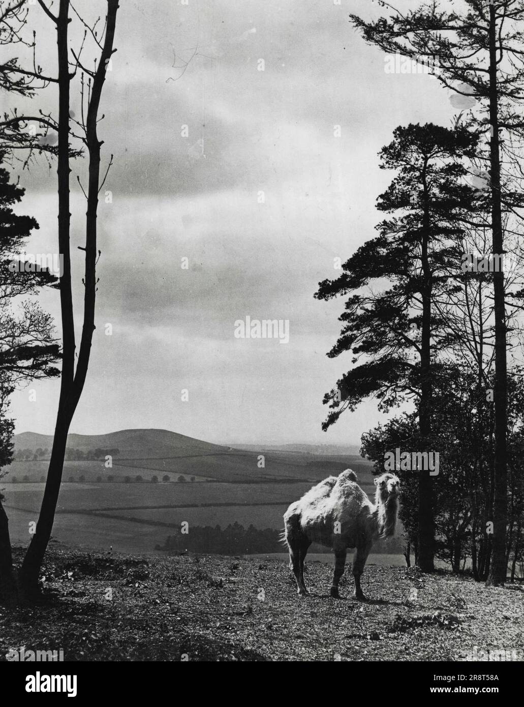 New Country Zoo -- A charming scene in Whipsnade Zoological Park ...