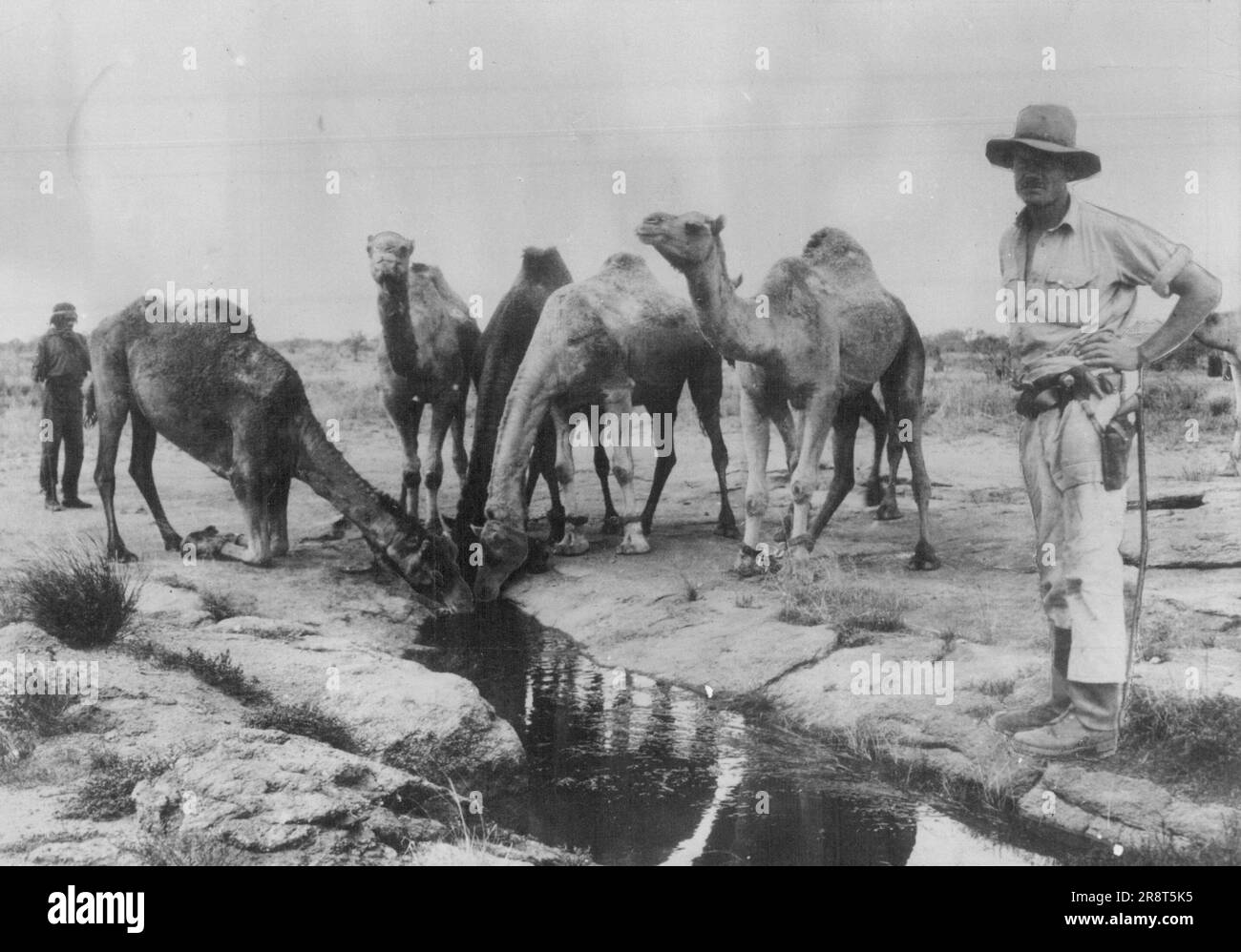 With gun at hip, Terry stands by while a quintet of hobbled camels fill ...