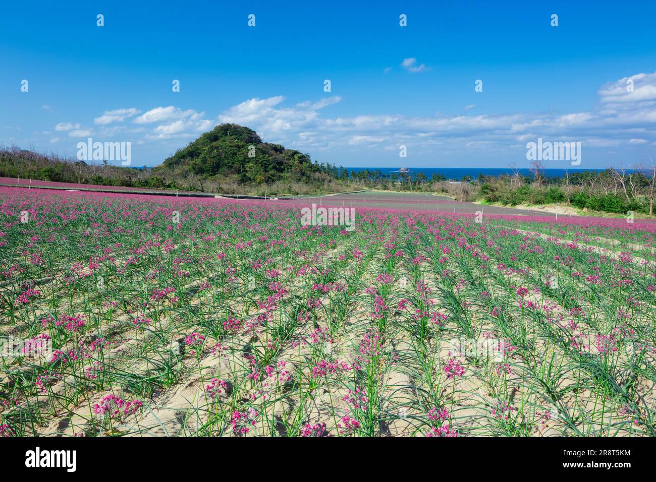 Rakkyo Fields and the Sea of Japan Stock Photo - Alamy