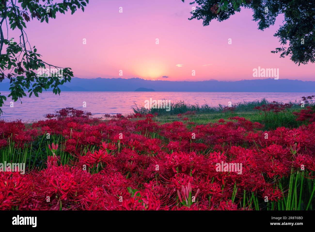 Higanbana hi-res stock photography and images - Alamy