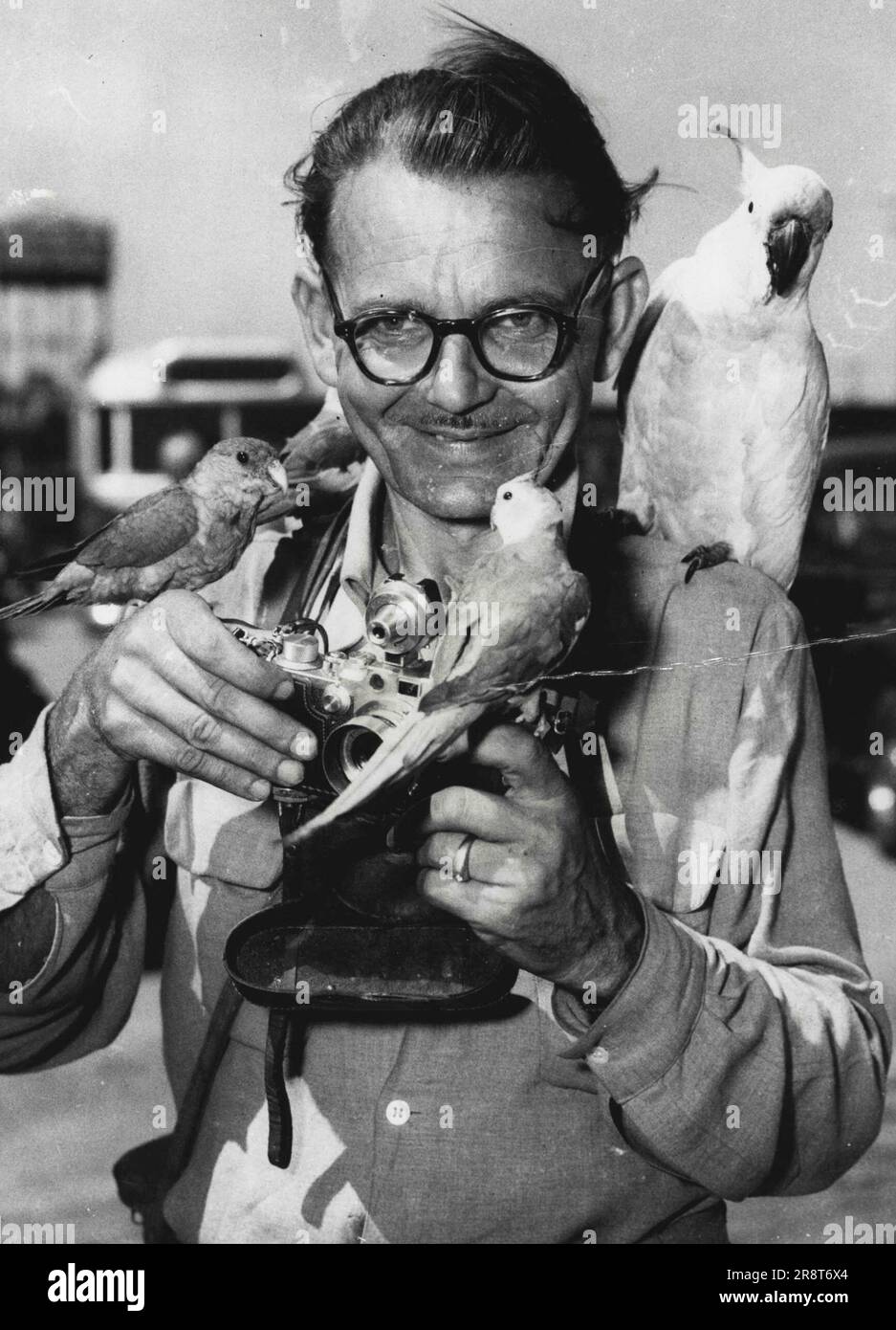 Dicky birds hi-res stock photography and images - Alamy