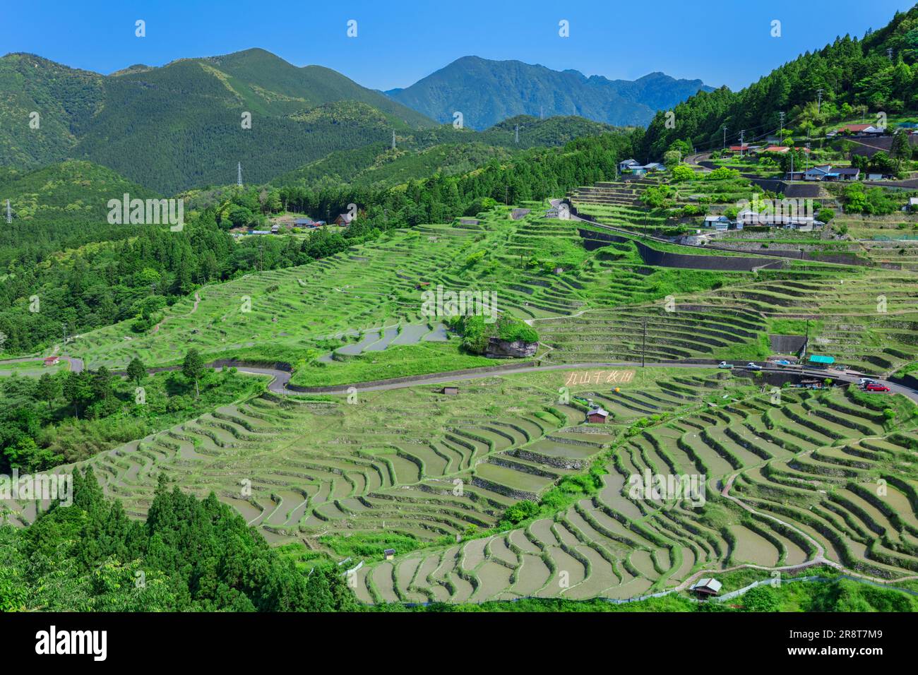 Maruyama Senmaida in early summer Stock Photo - Alamy