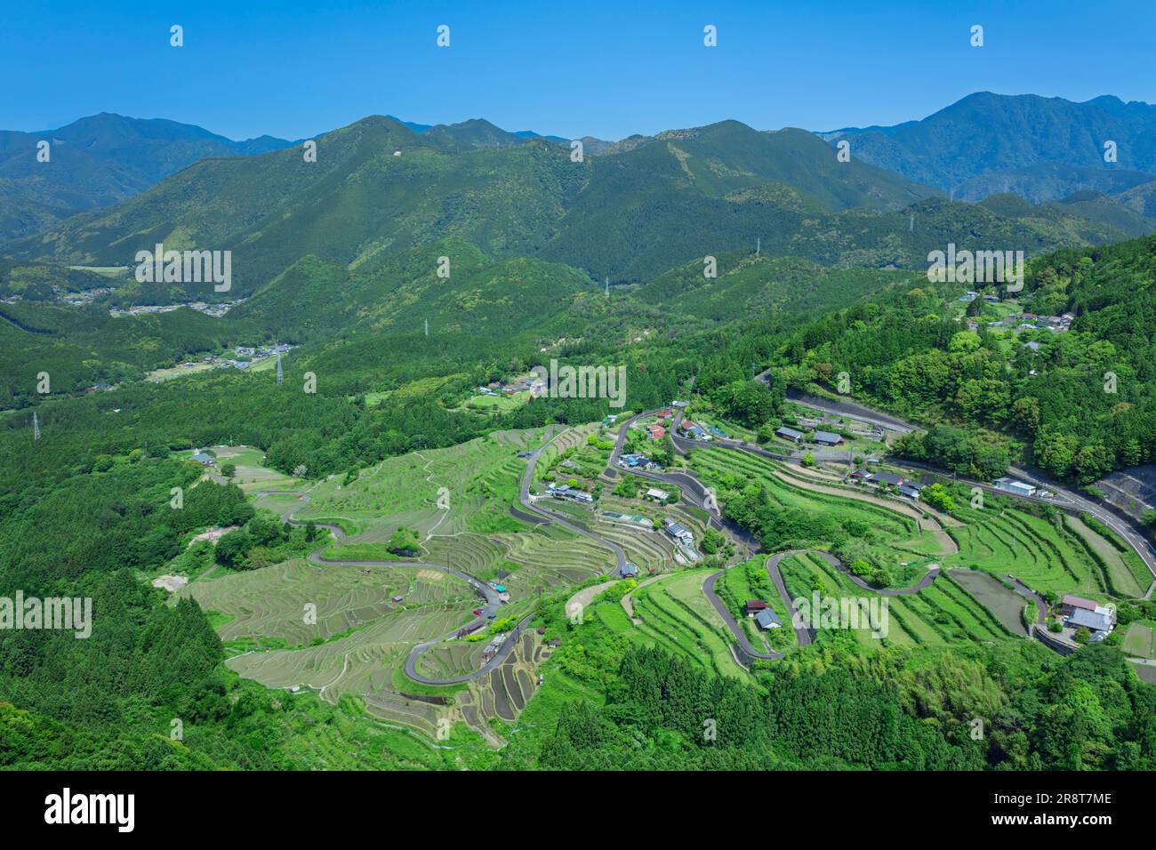 Maruyama Senmaida in early summer Stock Photo - Alamy