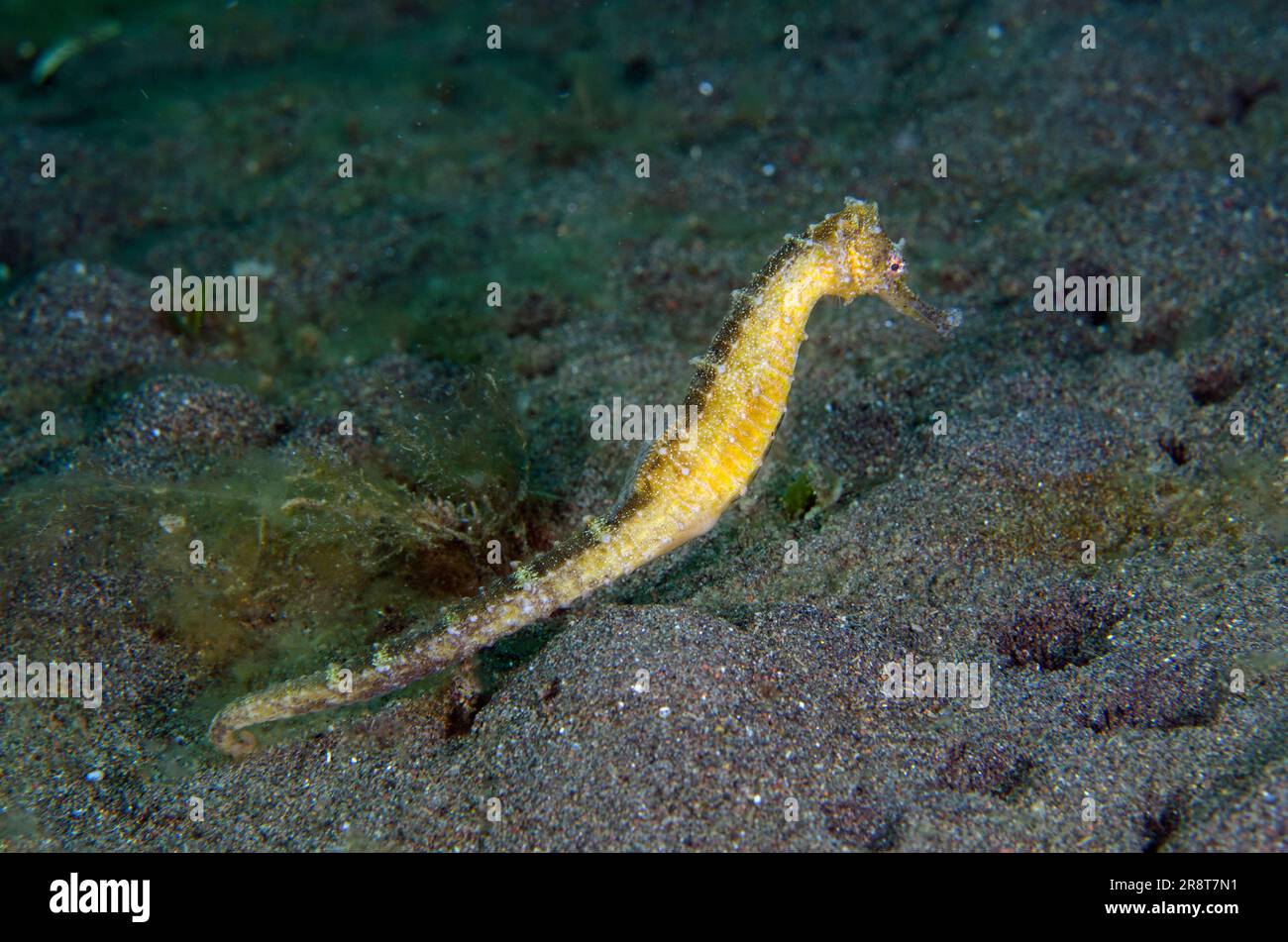 Estuary Seahorse, Hippocampus kuda, Ghost Bay dive site, Amed ...