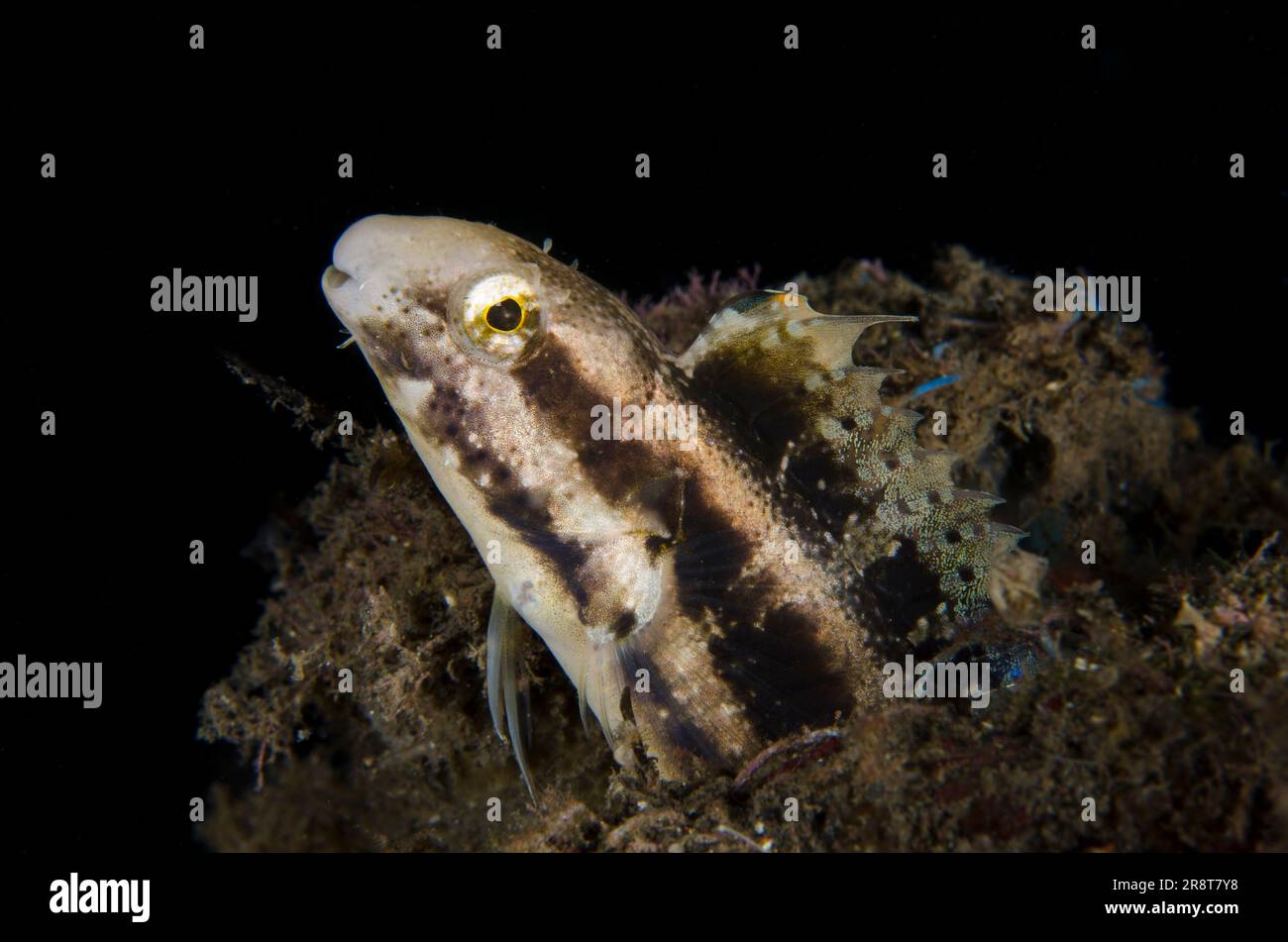 Variable Sabretooth Blenny, Petroscirtes variabilis, Melasti dive site ...