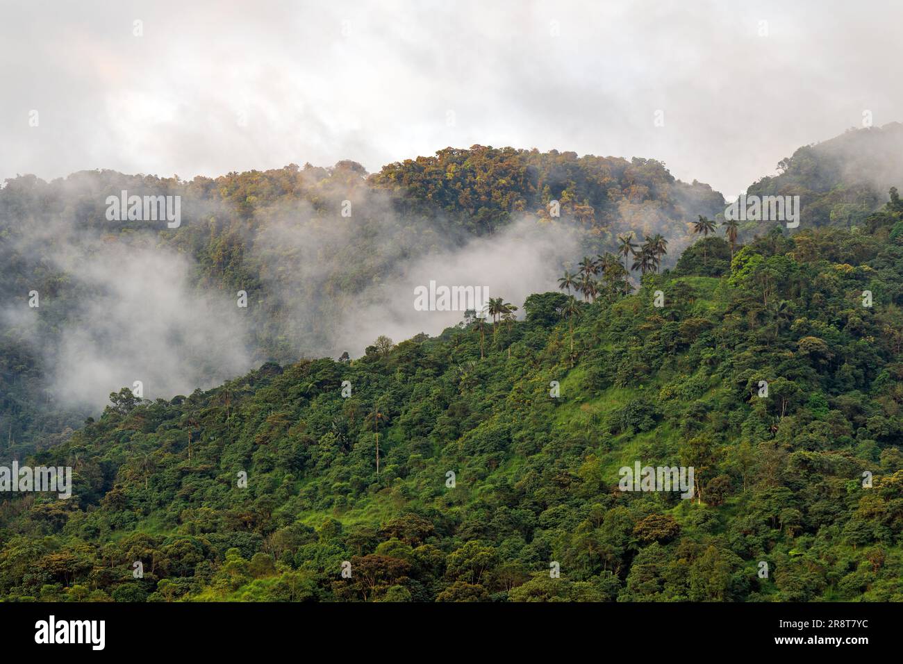 Mindo cloud forest at sunset, Quito region, Ecuador Stock Photo - Alamy