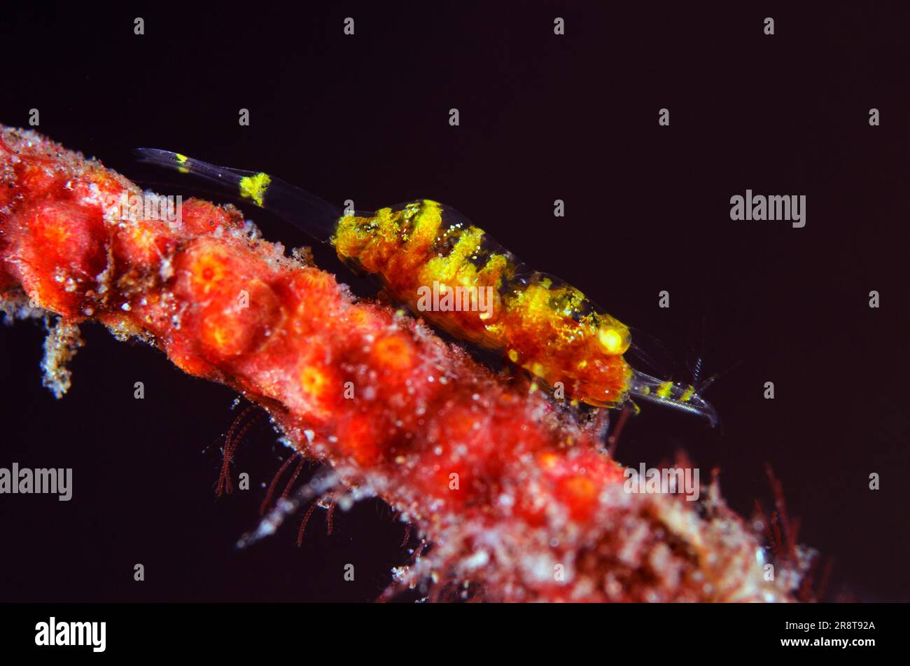 Boschma's Gorgonian Shrimp, Hamodactylus boschmai, on coral, Dropoff ...