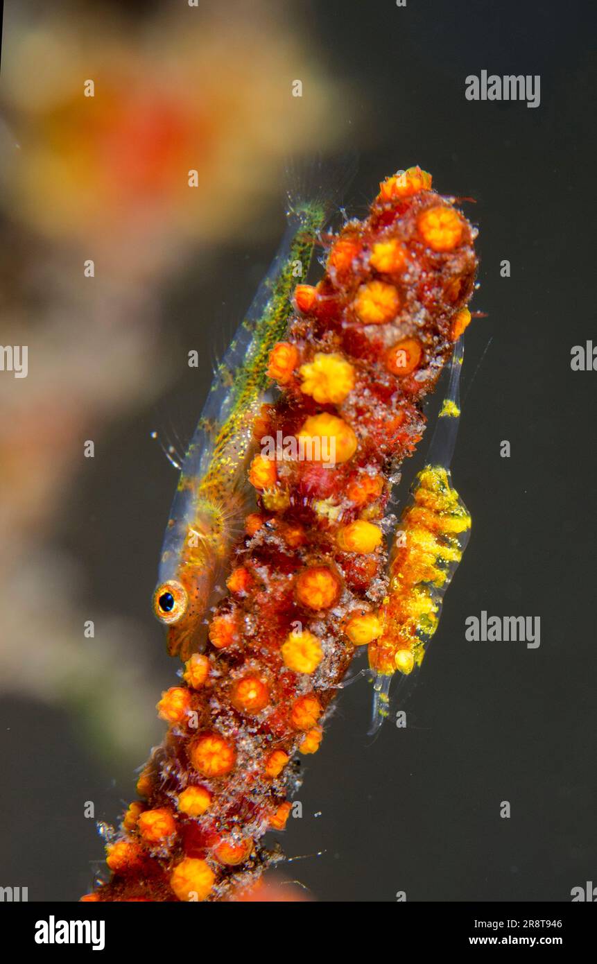 Hamodactylus cf noumeae hi-res stock photography and images - Alamy