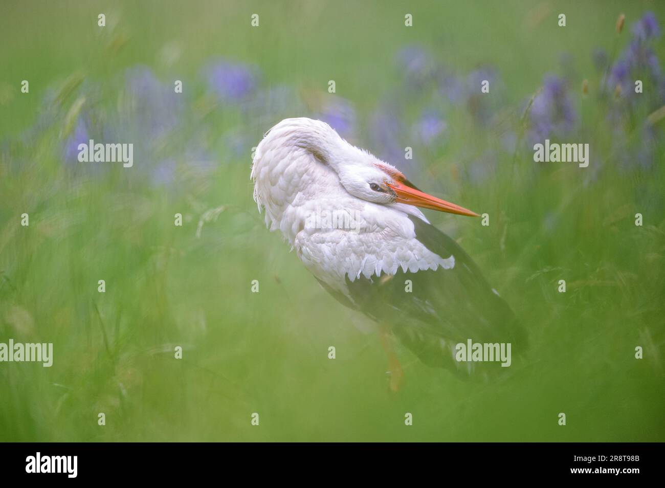 A white stork with its head tilted back and resting on its body. One ...