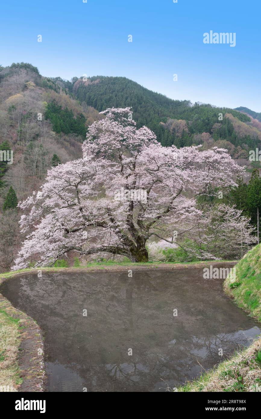 Cherry blossom of Koma-Tsunagi Stock Photo - Alamy