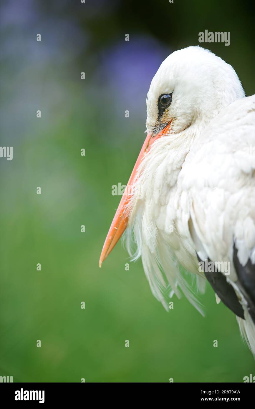 Closeup head and beak of white stork. Vertical nature photo with ...