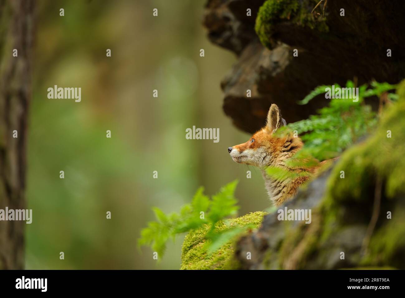 Howling head of a fox among rocks in a forest environment Stock Photo ...