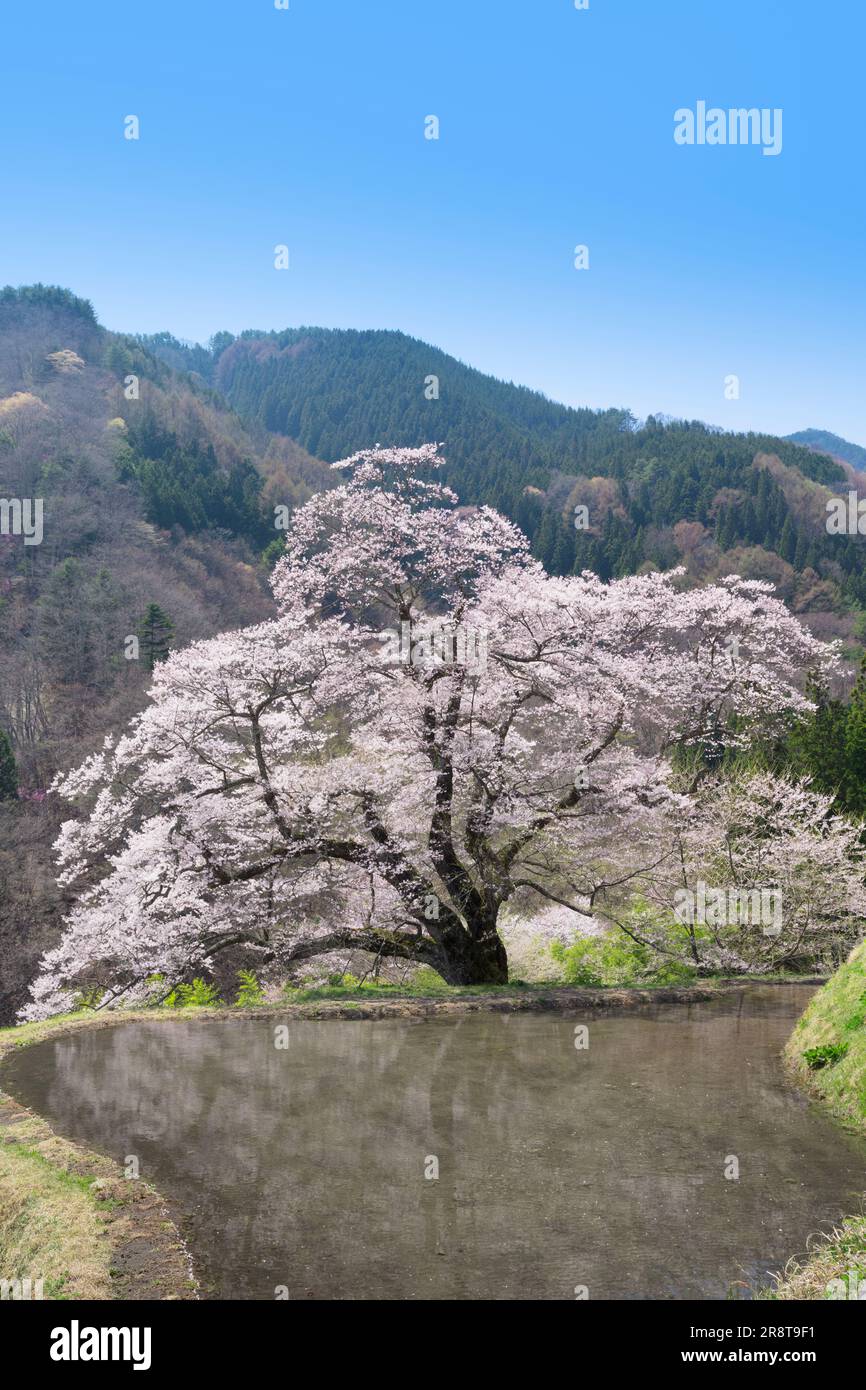 Cherry blossom of Koma-Tsunagi Stock Photo - Alamy