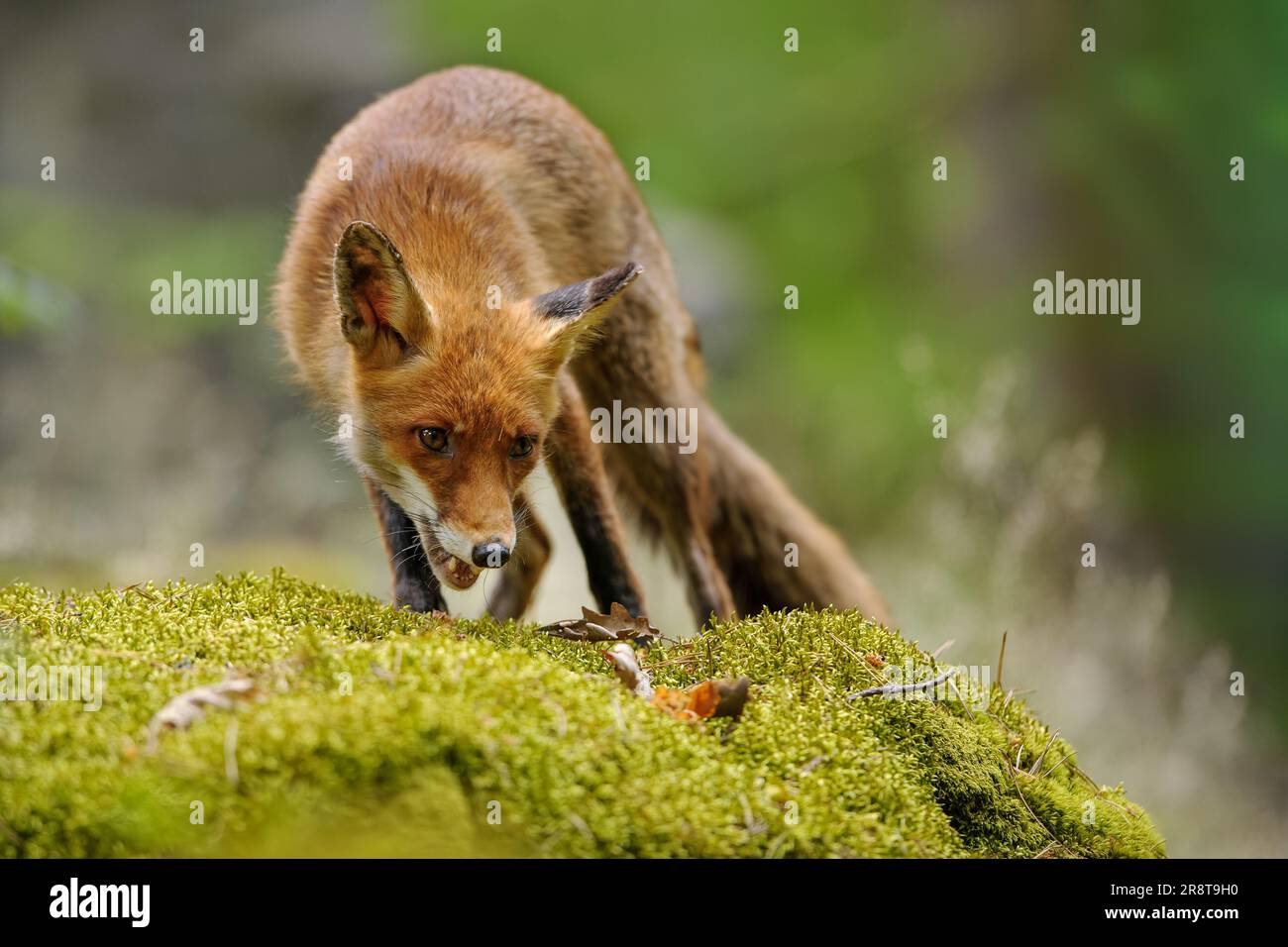 Red fox with open moouth tracking prey on the mossy rock inside her ...