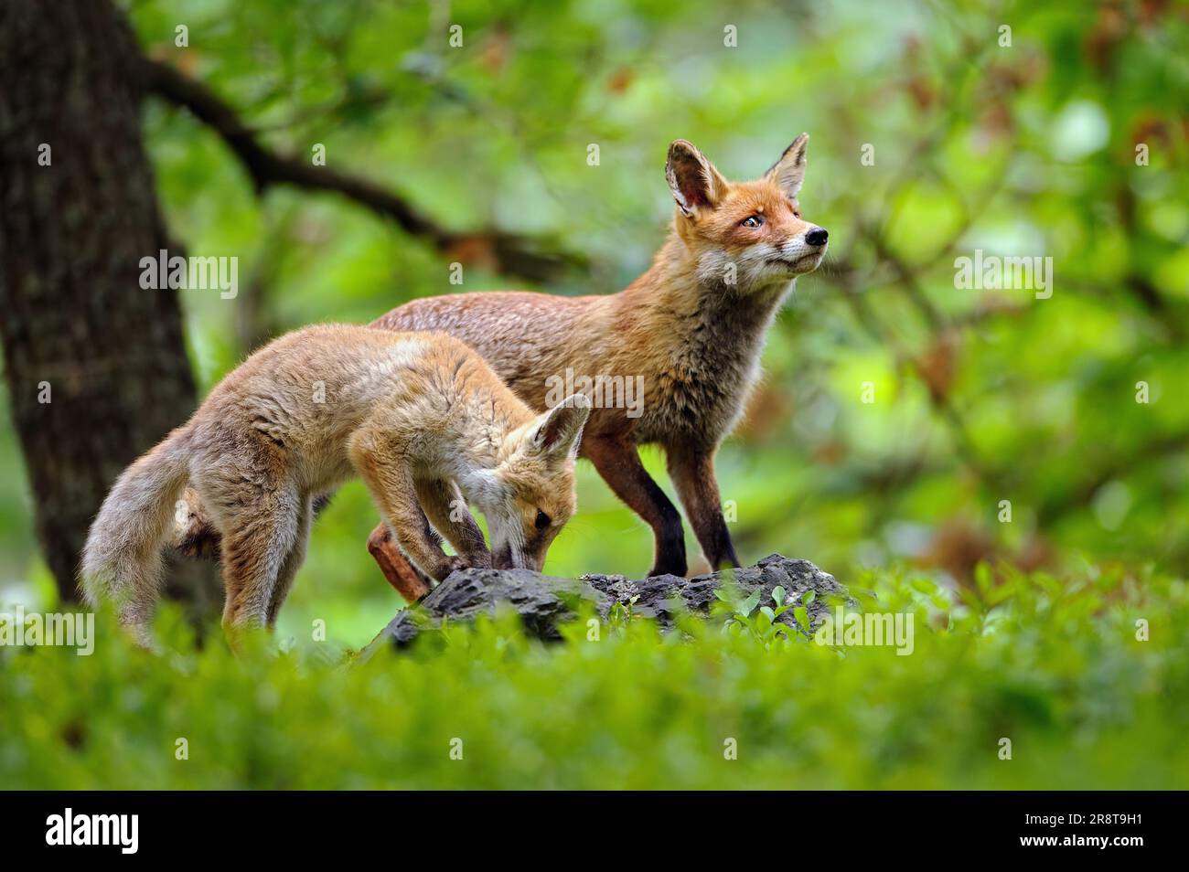Two red foxes in their natural habitat. Animal theme in fairy tale ...