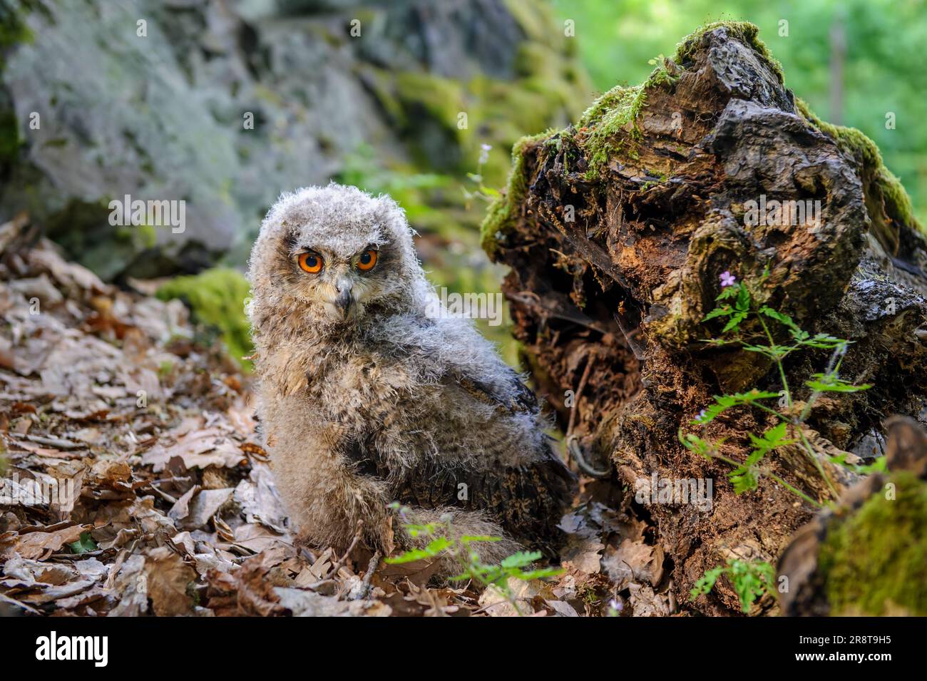 Baby owlet fluffy eagle owl hi-res stock photography and images - Alamy