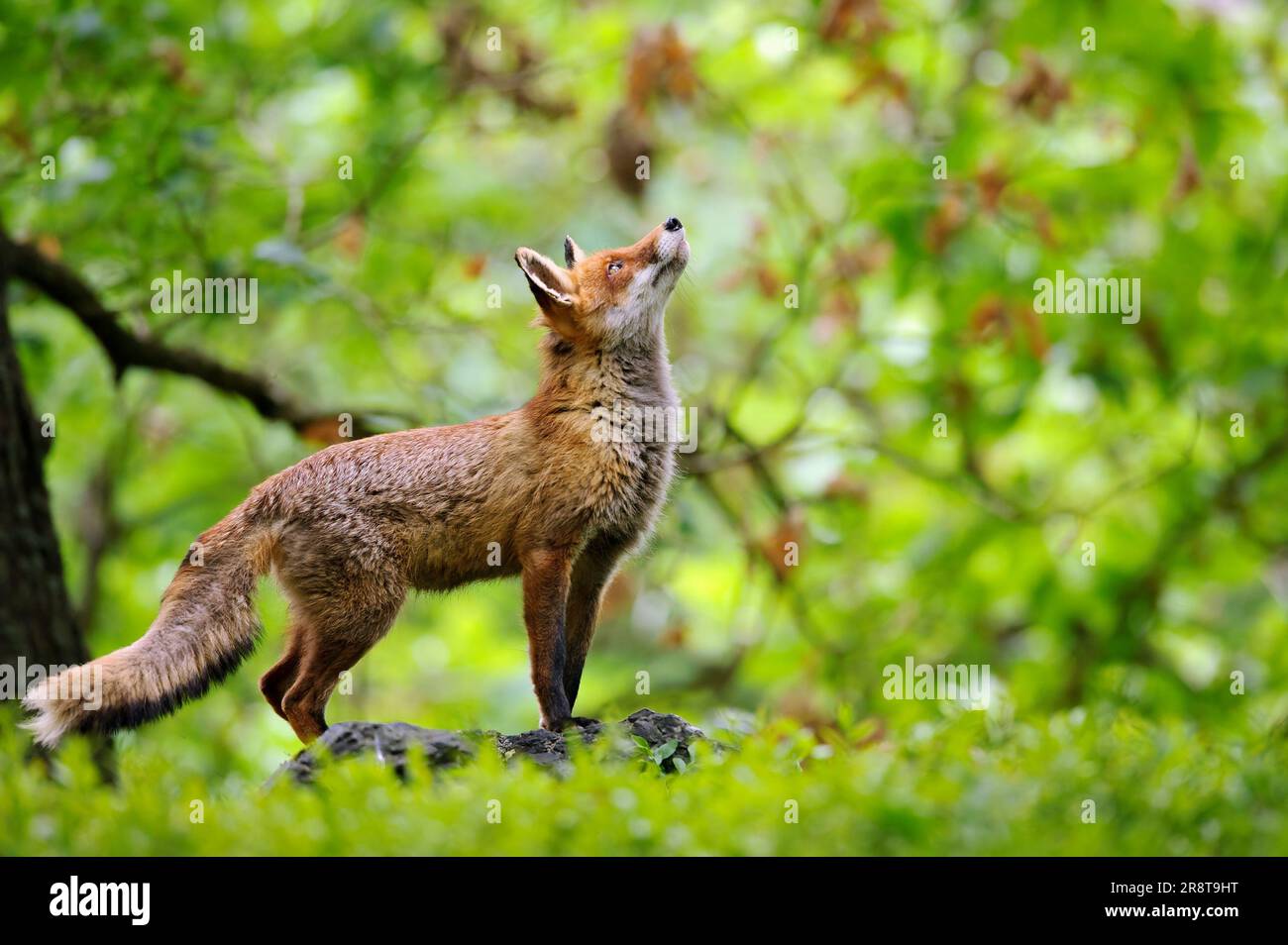 Red fox looking up to the crown of trees in a deciduous forest in a ...