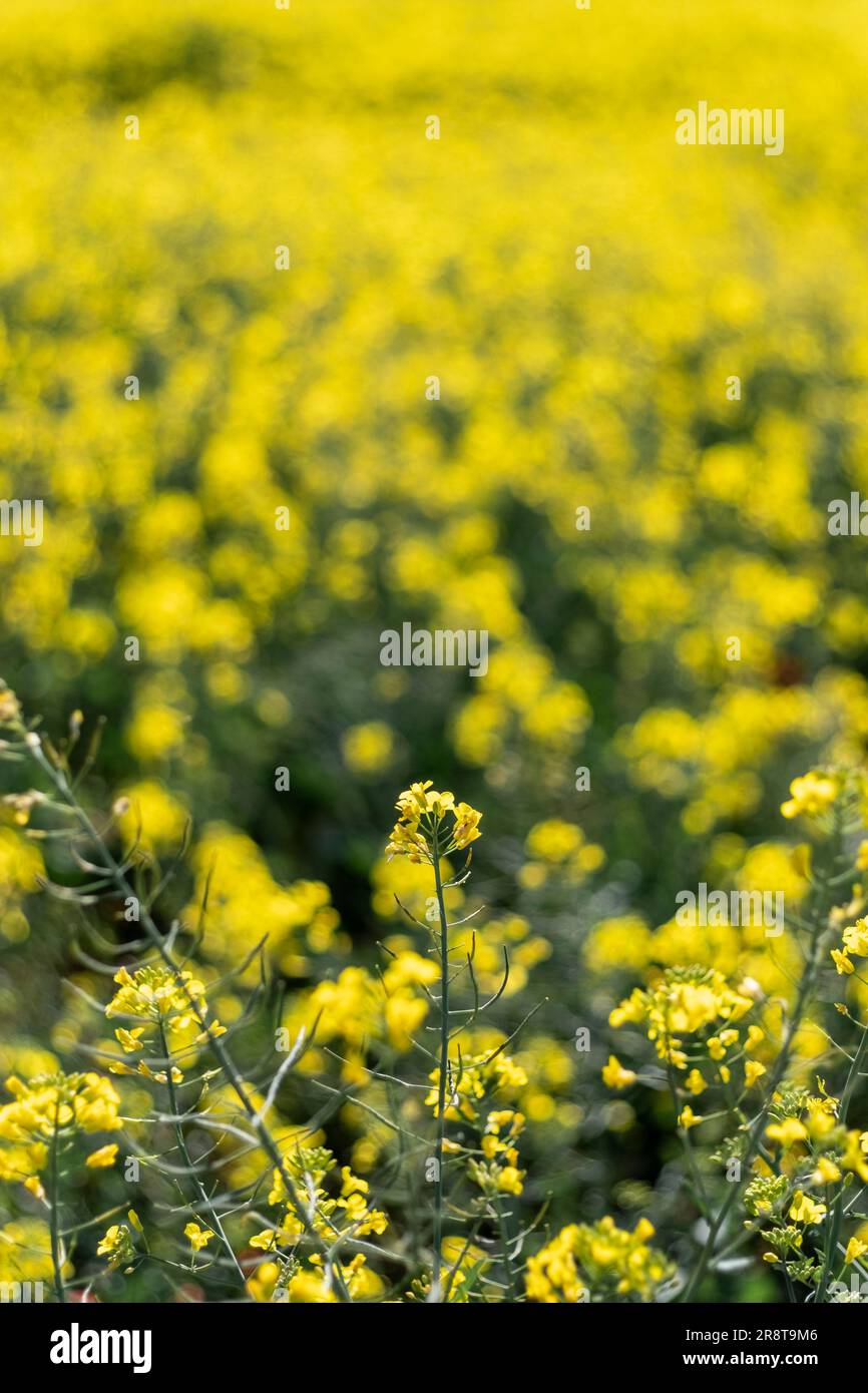 Yellow canola rapeseed flower in bloom close up on a blurry yellow ...