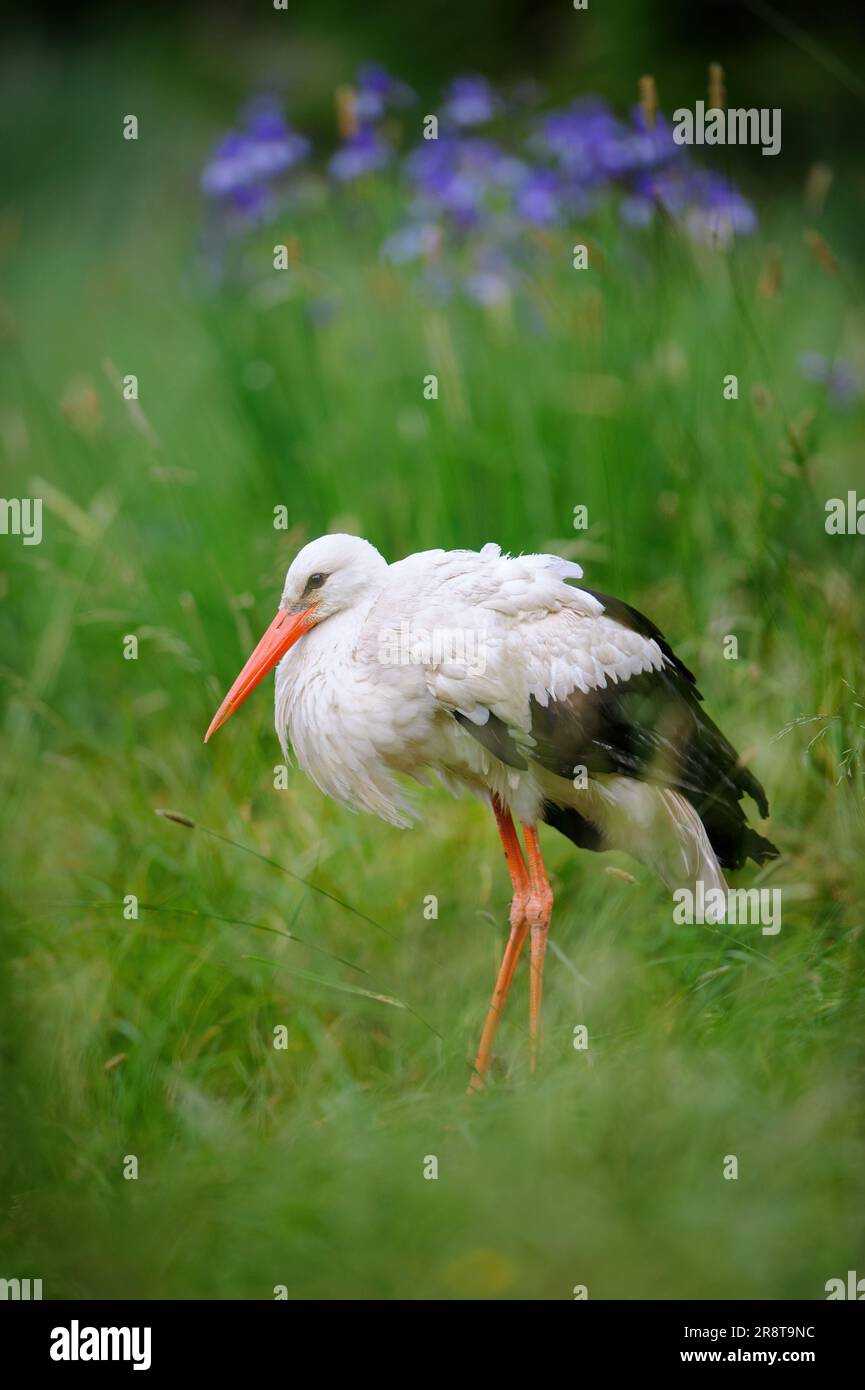 White stork standing in meadow with blue flowers in background. Fairy ...