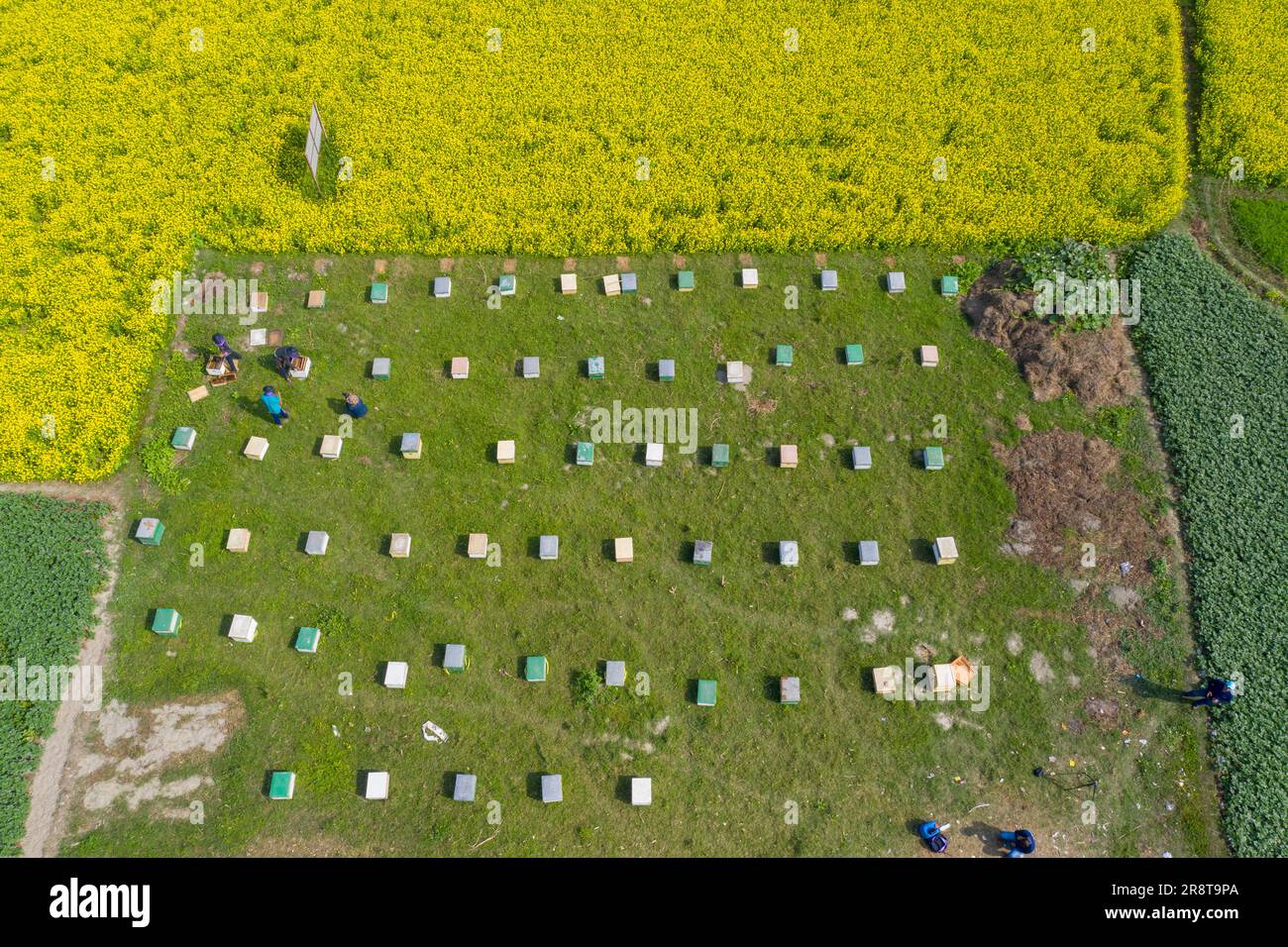 An aerial view of a honey bee farm on a mustard field at at Sirajdikhan ...