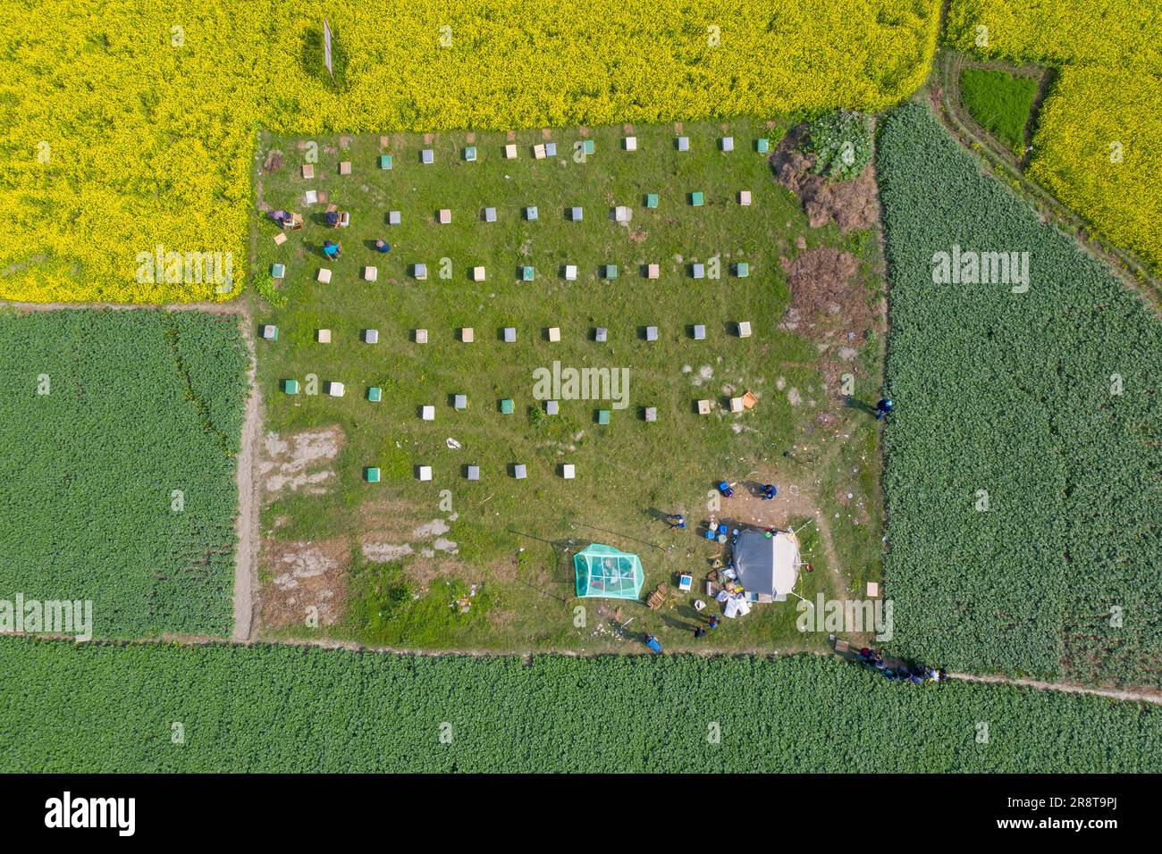 An aerial view of a honey bee farm on a mustard field at at Sirajdikhan ...