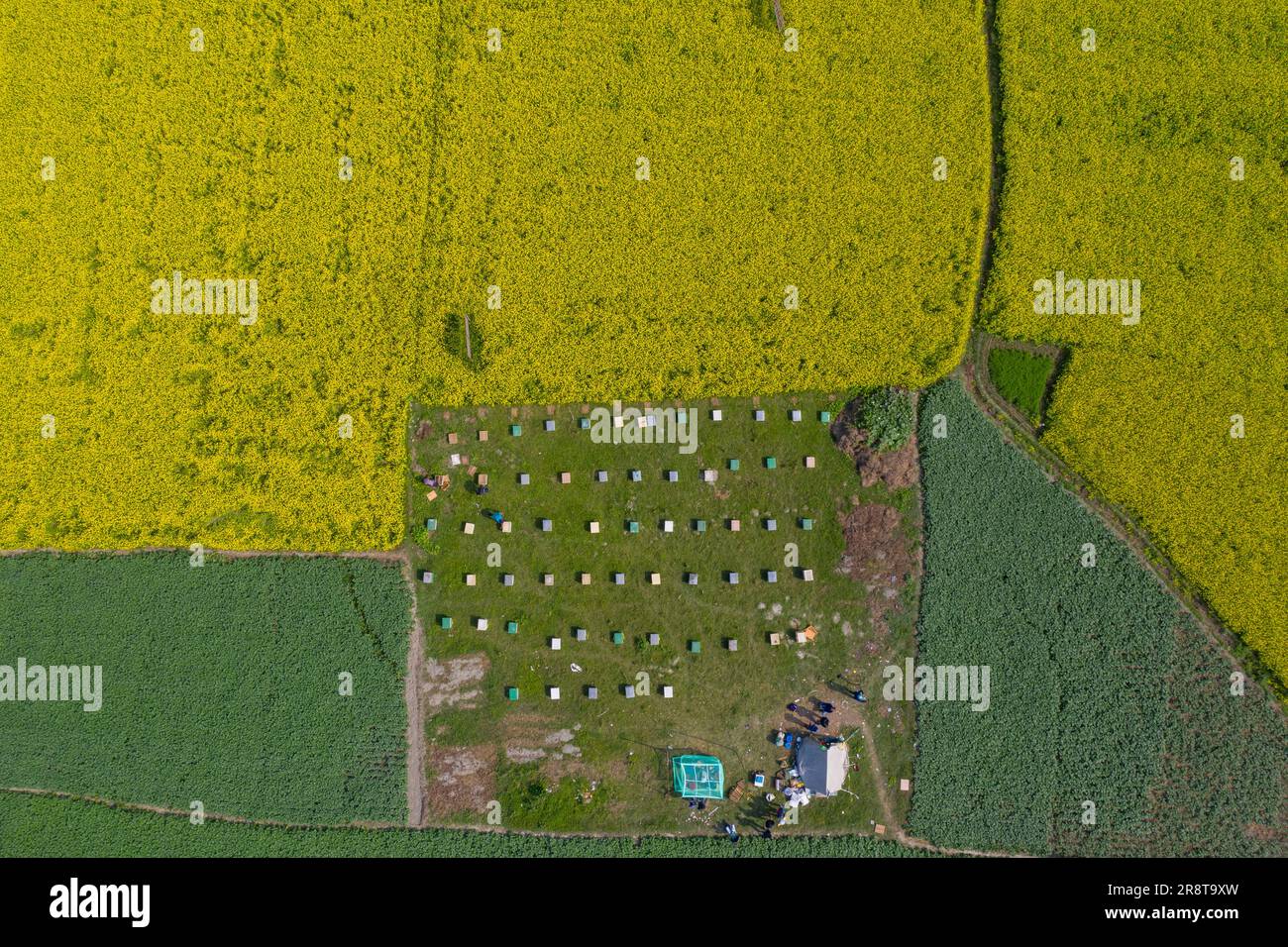 Drone male bee hi-res stock photography and images - Alamy