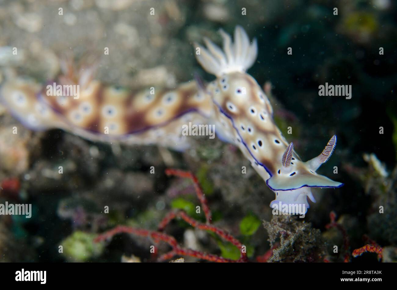 Pair of Tryon's Nudibranches, Hypselodoris tryoni, tailing each other ...
